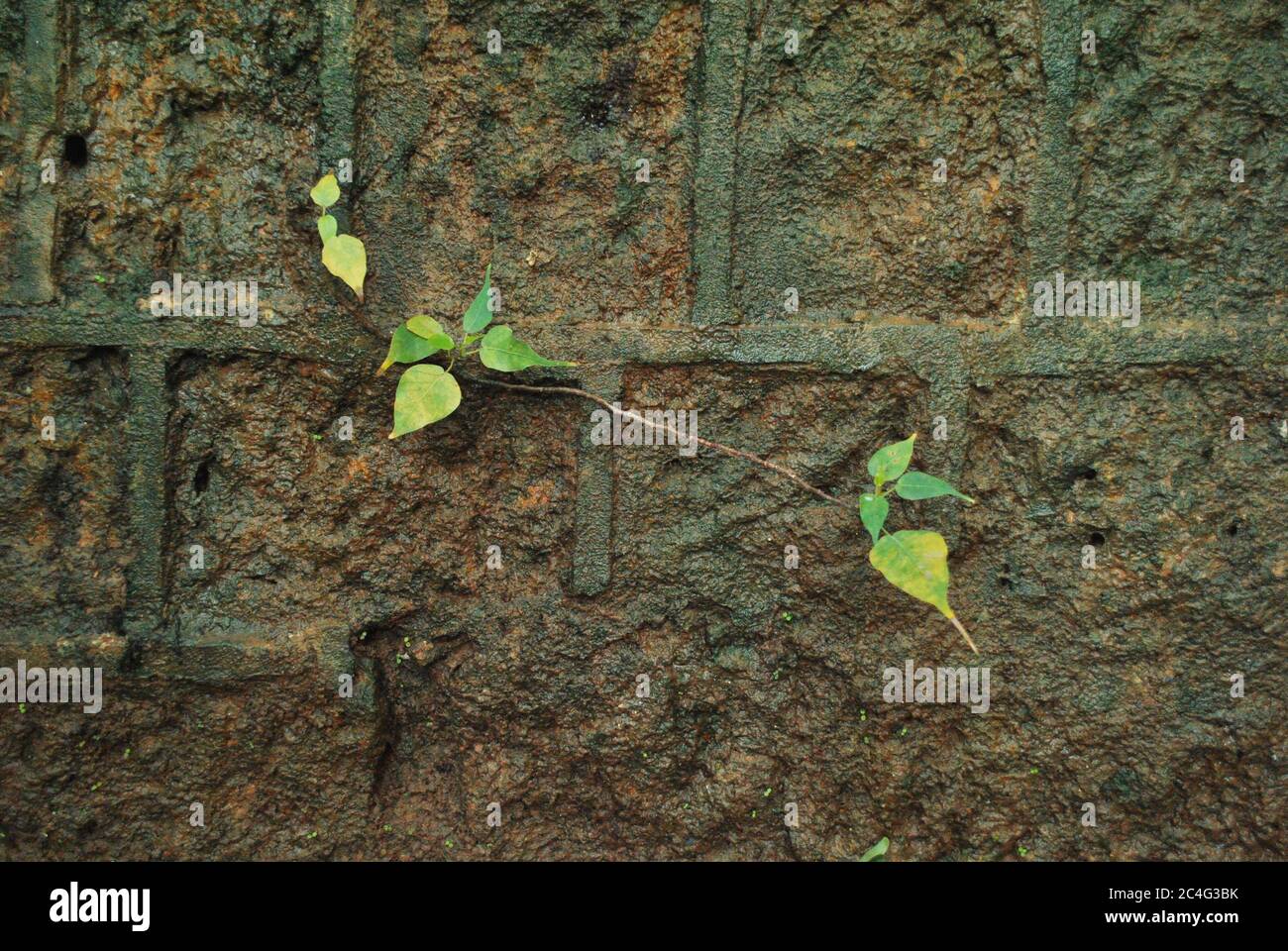 Beautiful little green plant growing in a concrete wall Stock Photo - Alamy
