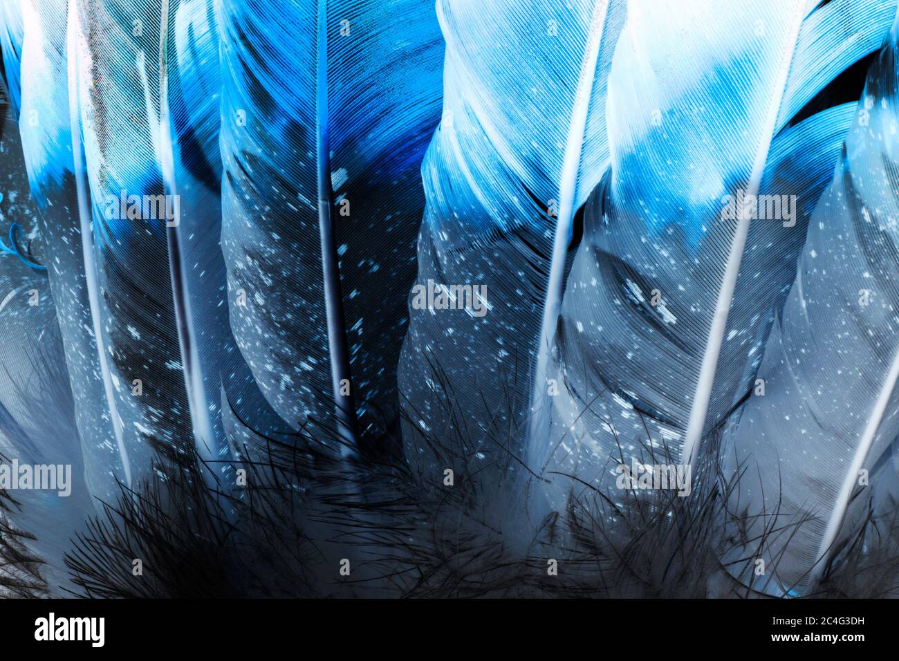 Indian Feathers Wallpaper