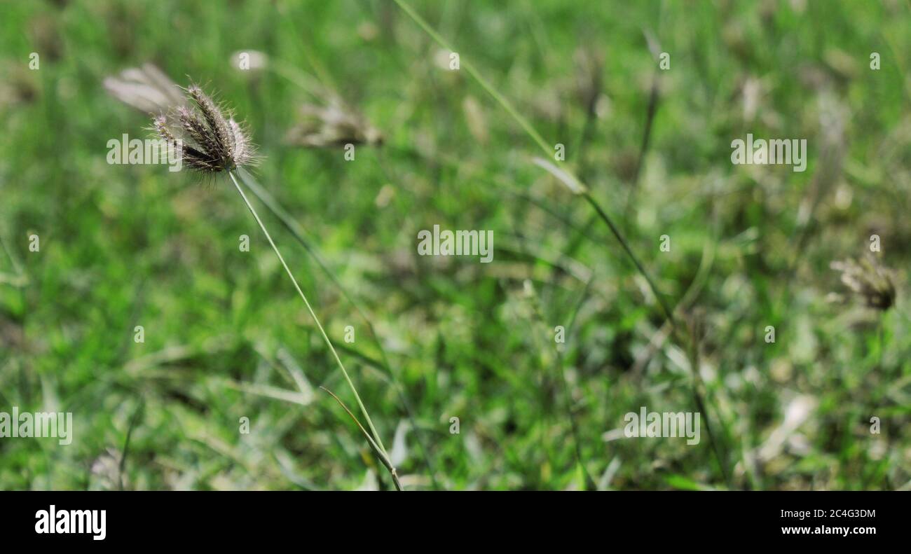 Green field of grass Stock Photo - Alamy