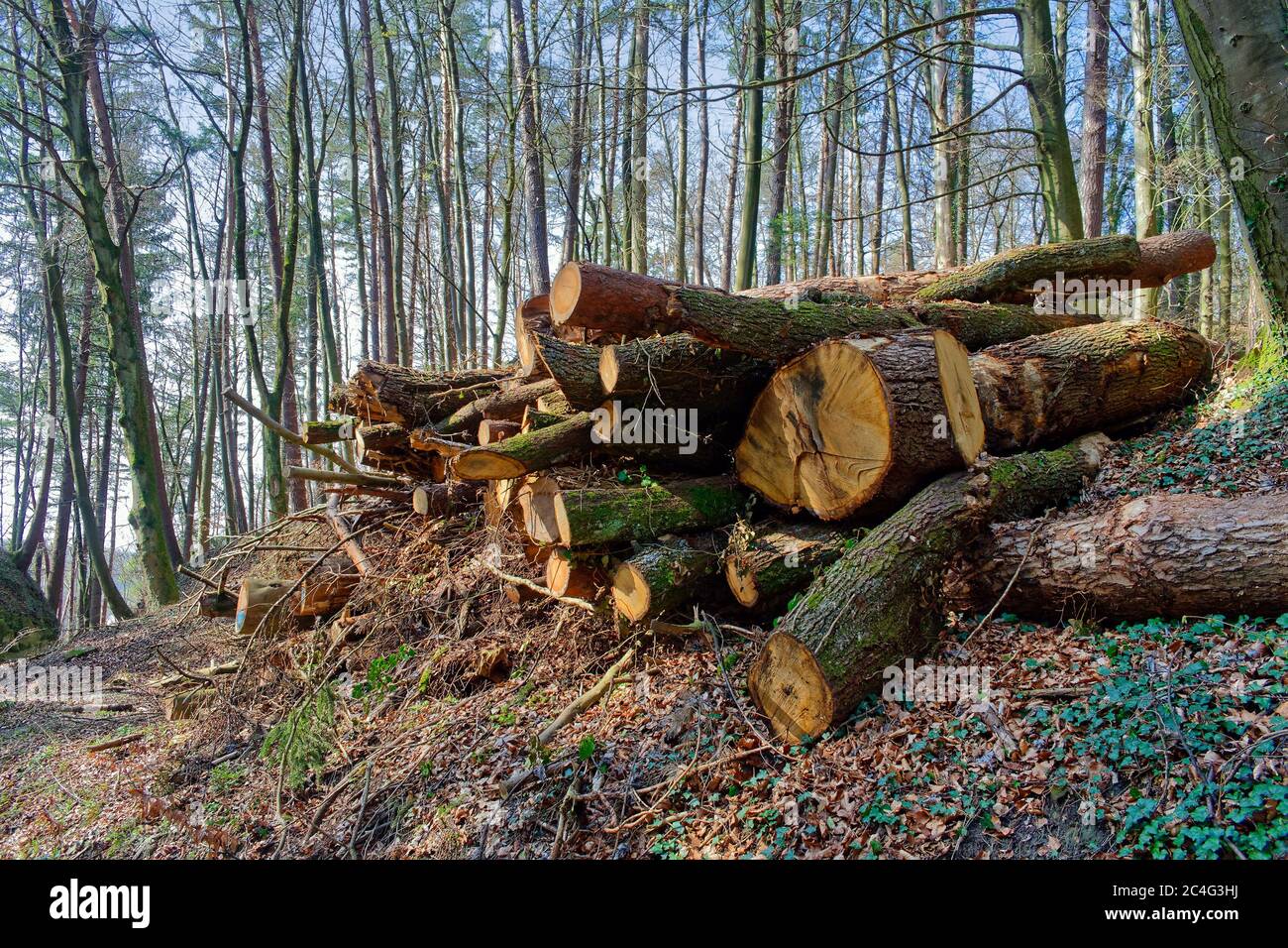 Large cut down trees laying on the ground in a forest Stock Photo - Alamy