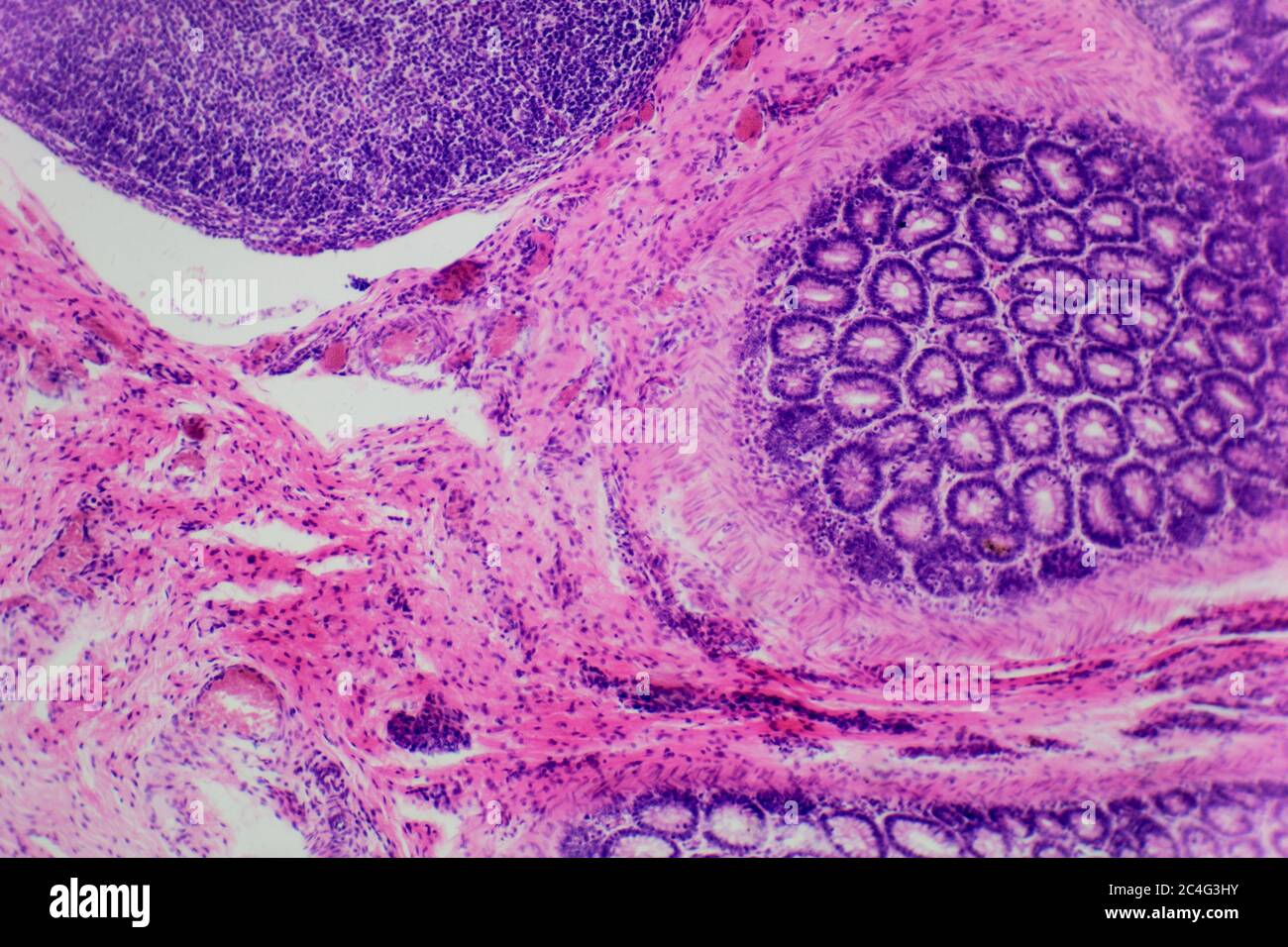 Microscopic Macro Photo of Animal Cells Stock Photo - Alamy