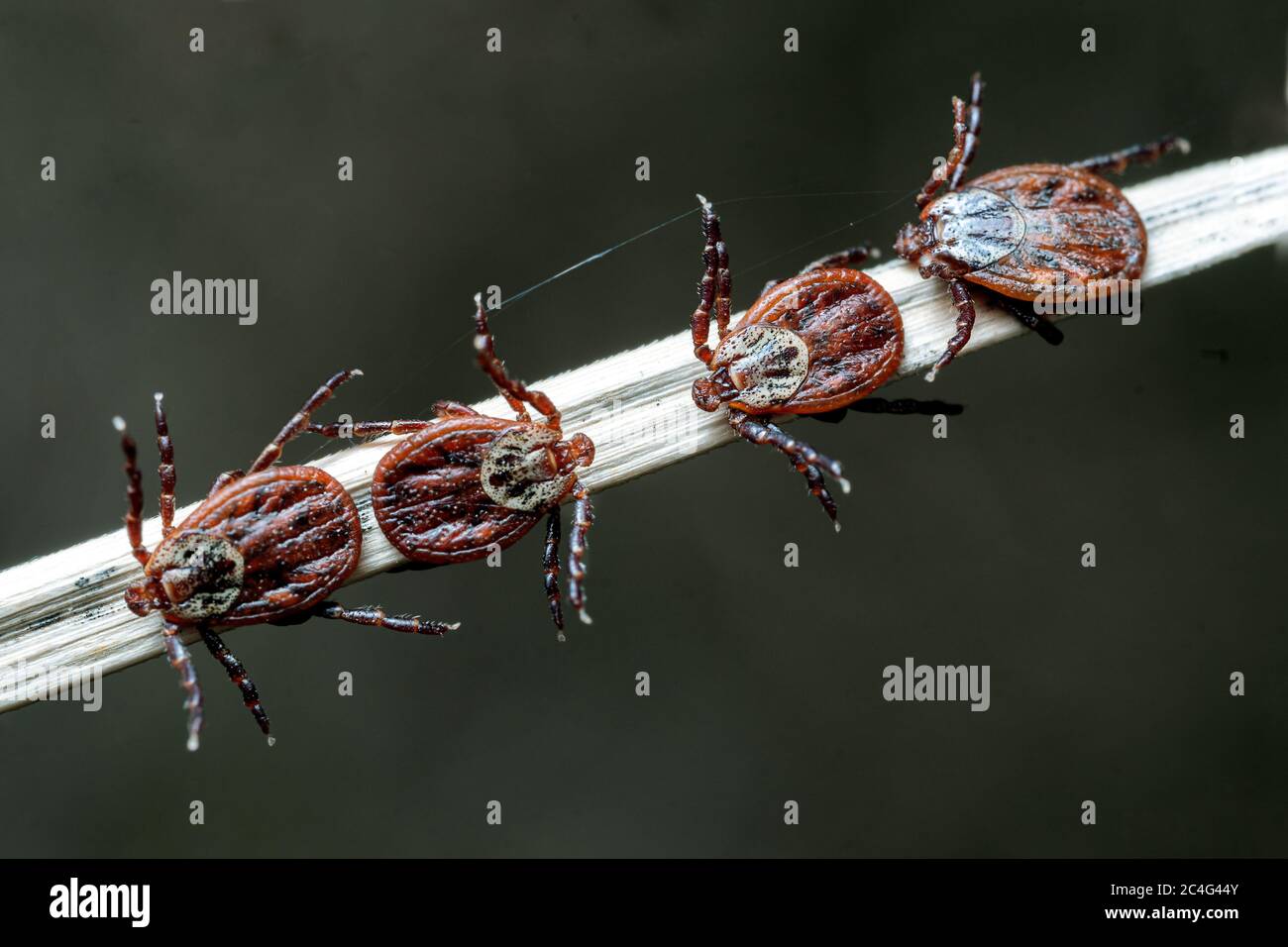 Mites sit on the dry grass outdoors in spring. Macro photo of parasites ...