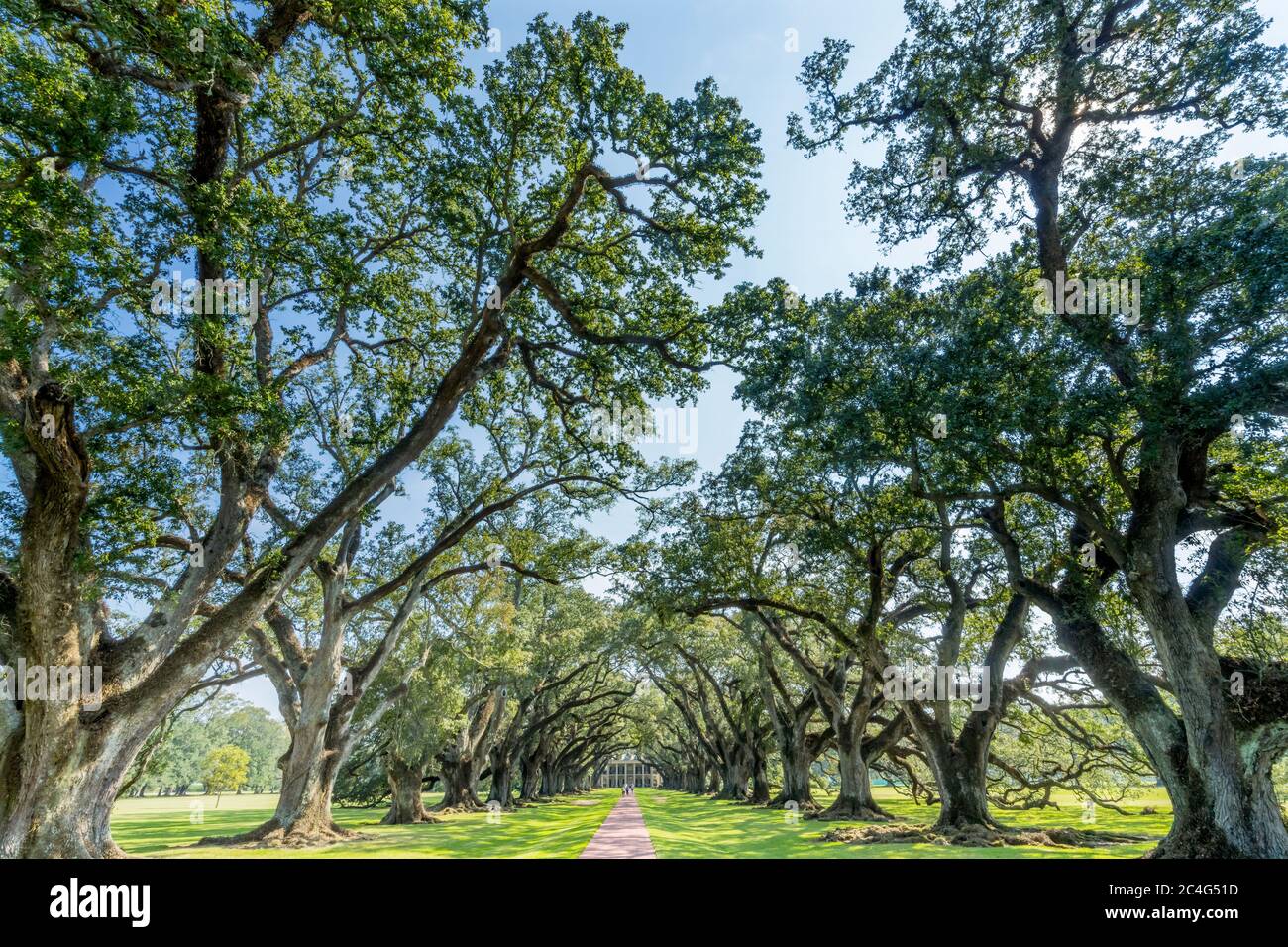 Oak Trees Oak Alley Plantation House Vacherie Saint James Parish ...