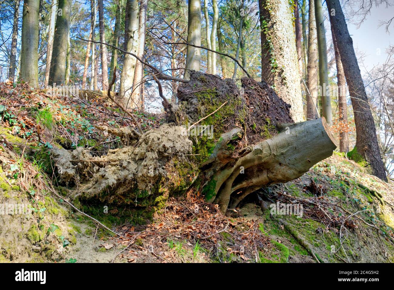 Deforestation erosion hi-res stock photography and images - Alamy