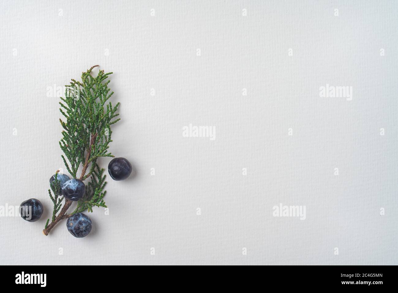 Juniper plant on white background hi-res stock photography and images ...