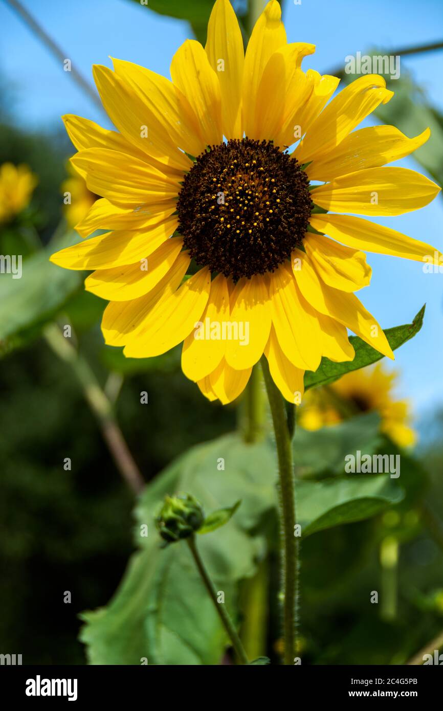Sunflower growing in a garden on a beautiful summer day Stock Photo - Alamy