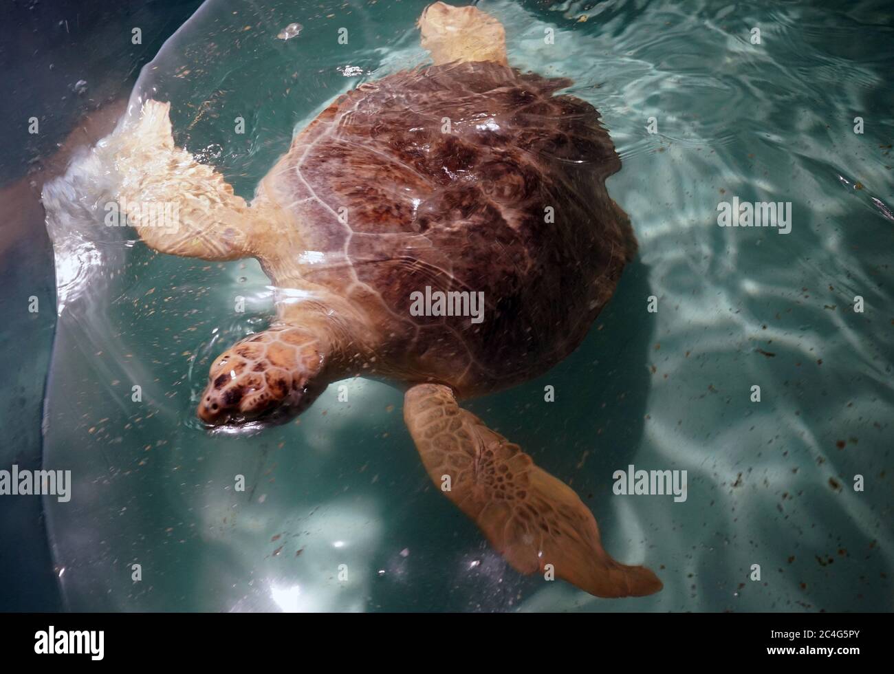 Green sea turtle georgia aquarium hi-res stock photography and images ...