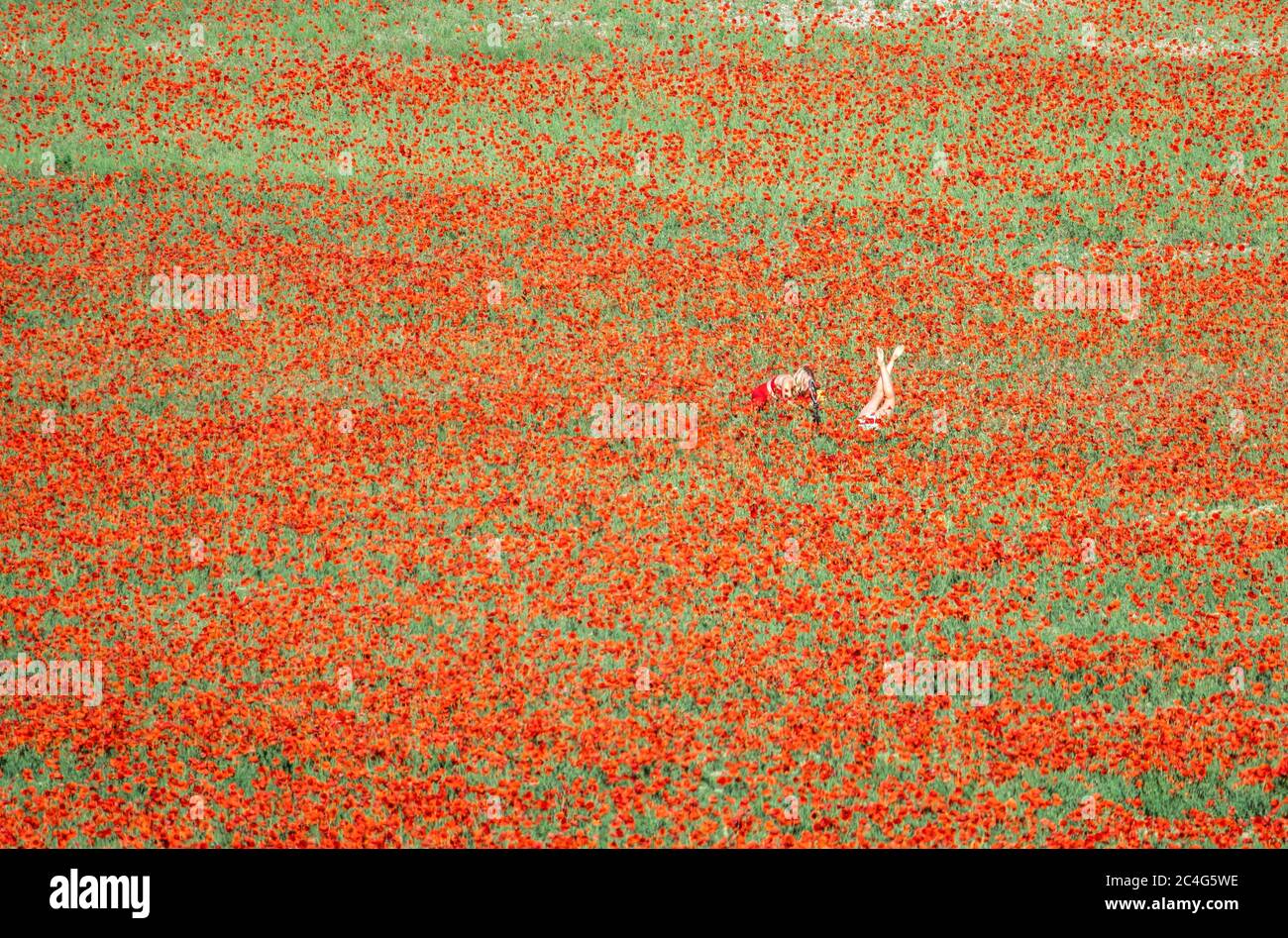 two girlfriends take pictures in poppy field, one lies on its back with ...