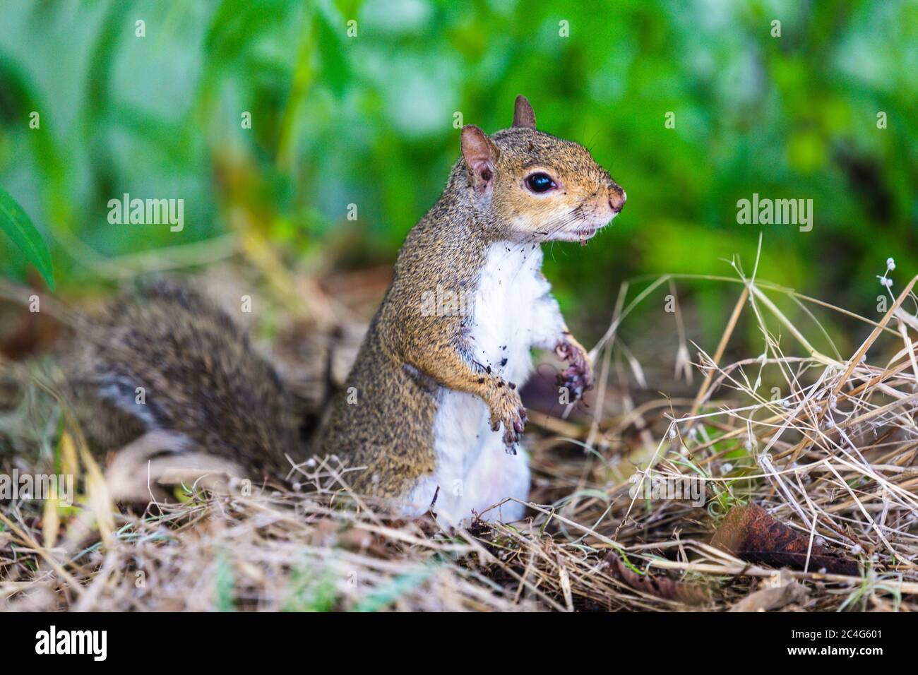 Wild Eastern Gray Squirrel in natural habitat in southern marsh Stock ...