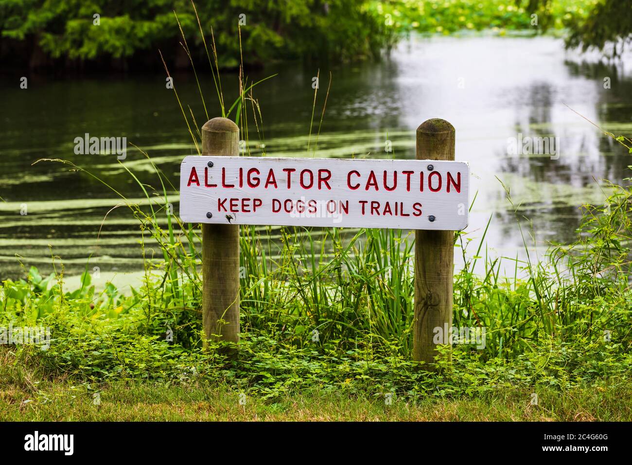 Alligator Caution sign warning visitors to keep pets safe Stock Photo ...