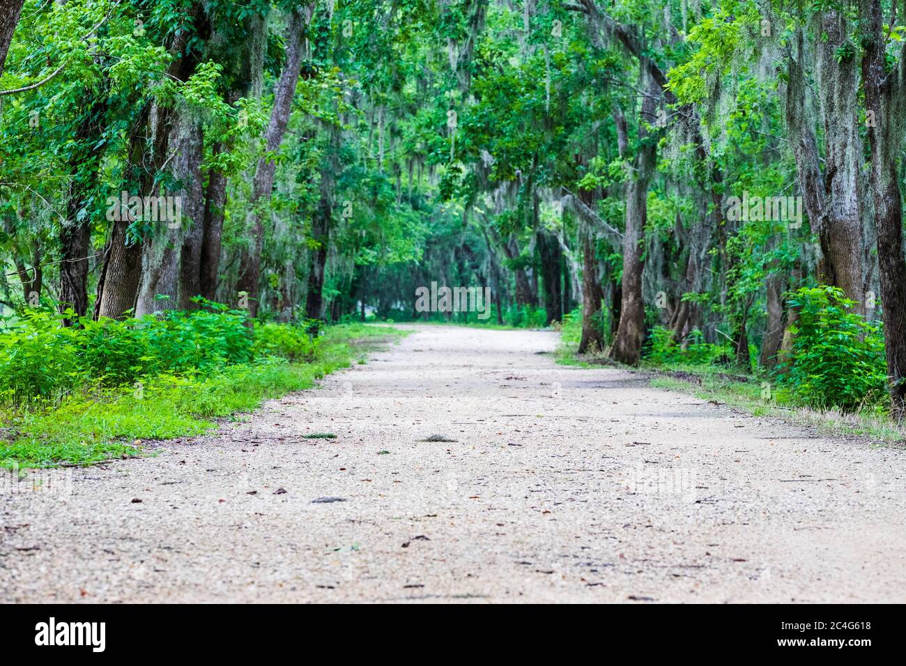 Canopy pathway hi-res stock photography and images - Alamy
