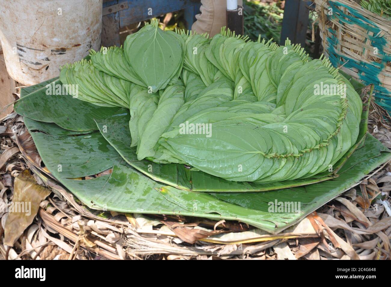 Fresh betel leaves, Piper betle at indian market Stock Photo - Alamy