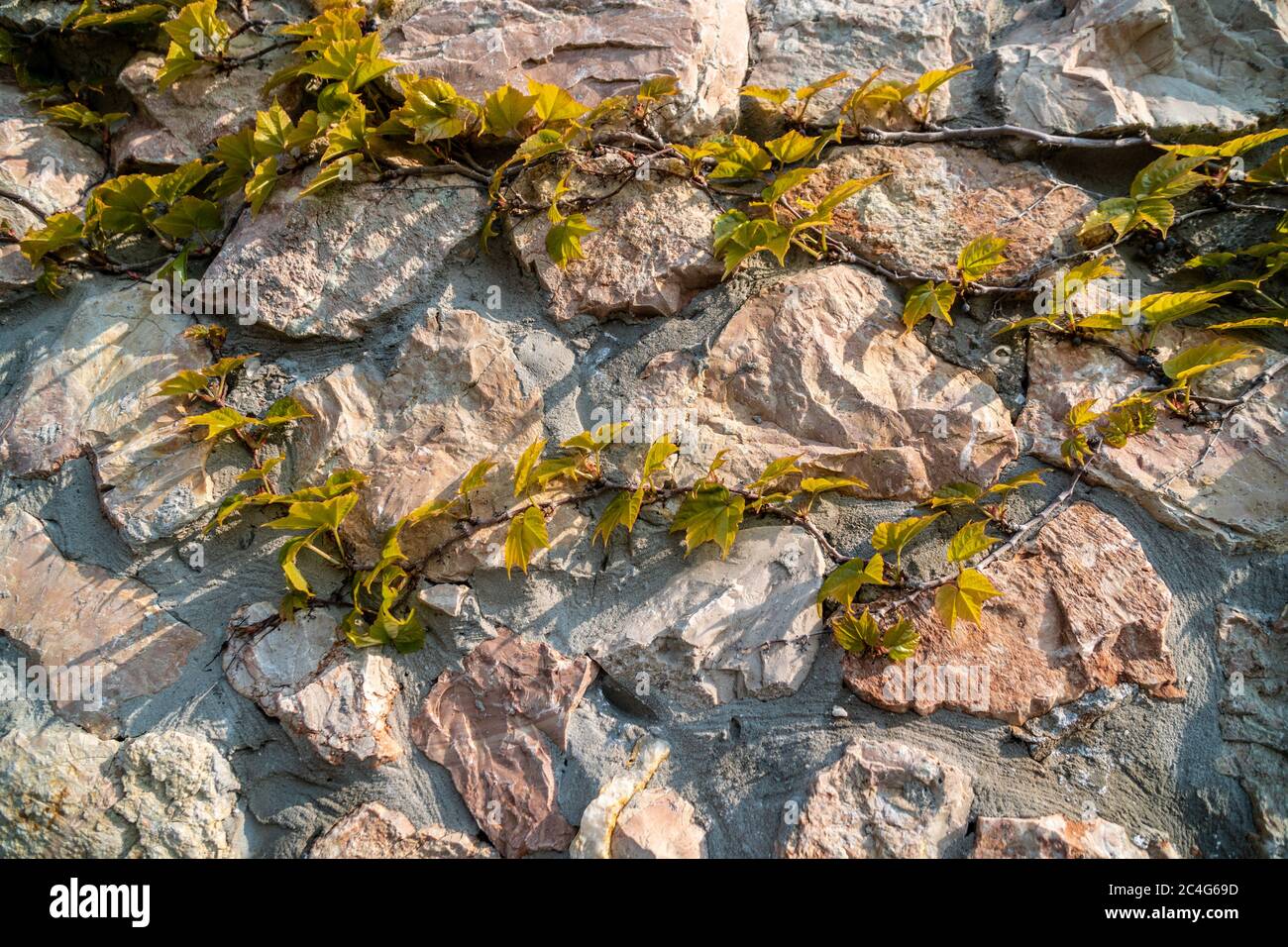 Wild stone wall texture with wild Grape On Wall. Decoration of external ...