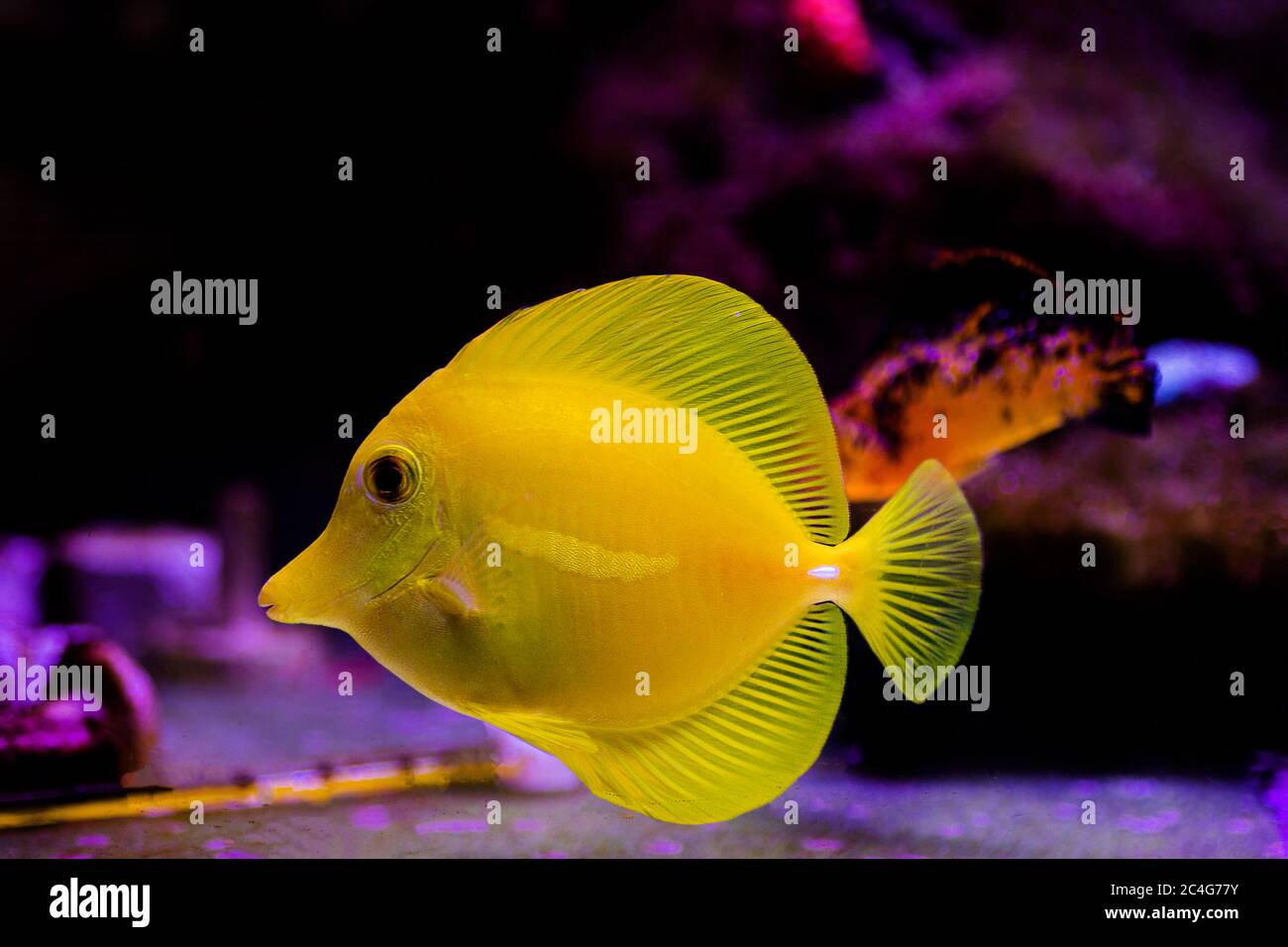 Zebrasoma flavescens - The Yellow tang, It is one of the most popular ...