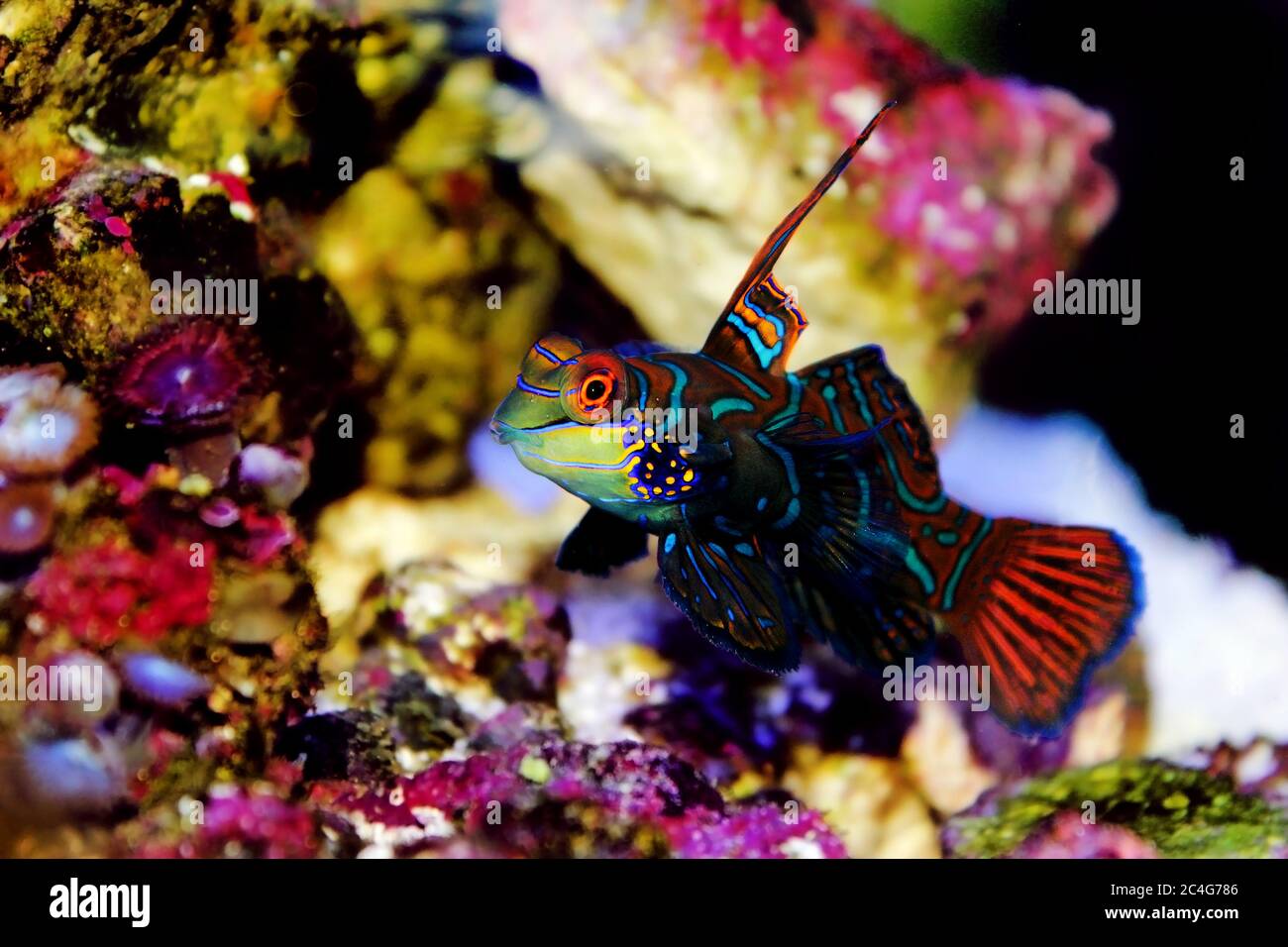 The Mandarin fish, one of the most colorful saltwater fish (Synchiropus splendidus Stock Photo ...