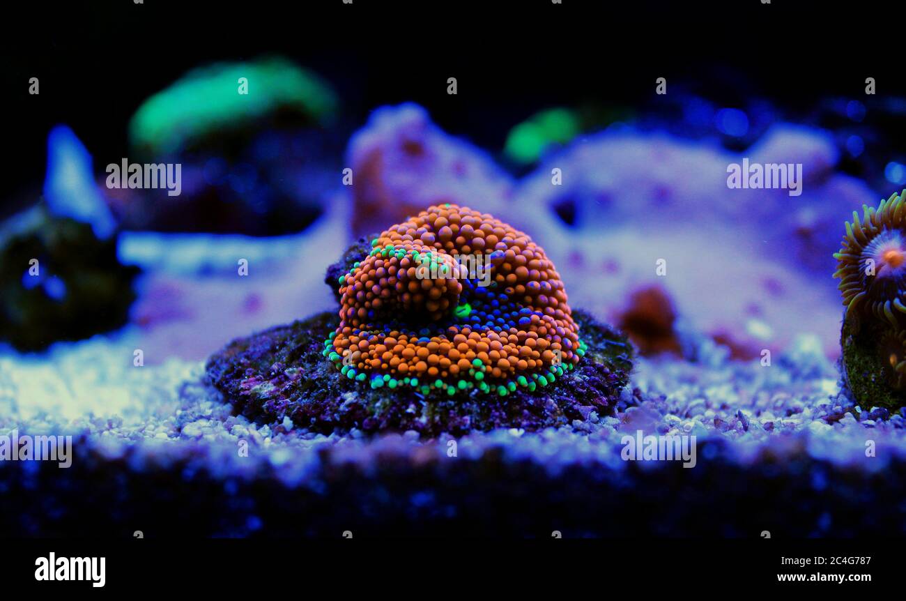 Ricordea Mushroom Coral