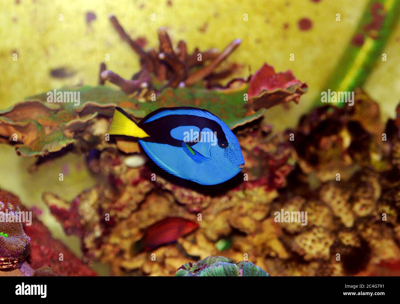 Pacific regal blue tang - Paracanthurus hepatus Stock Photo - Alamy