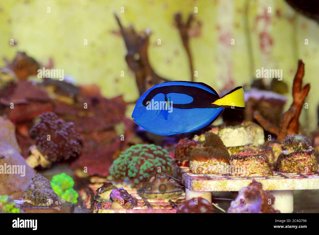 Pacific regal blue tang - Paracanthurus hepatus Stock Photo - Alamy