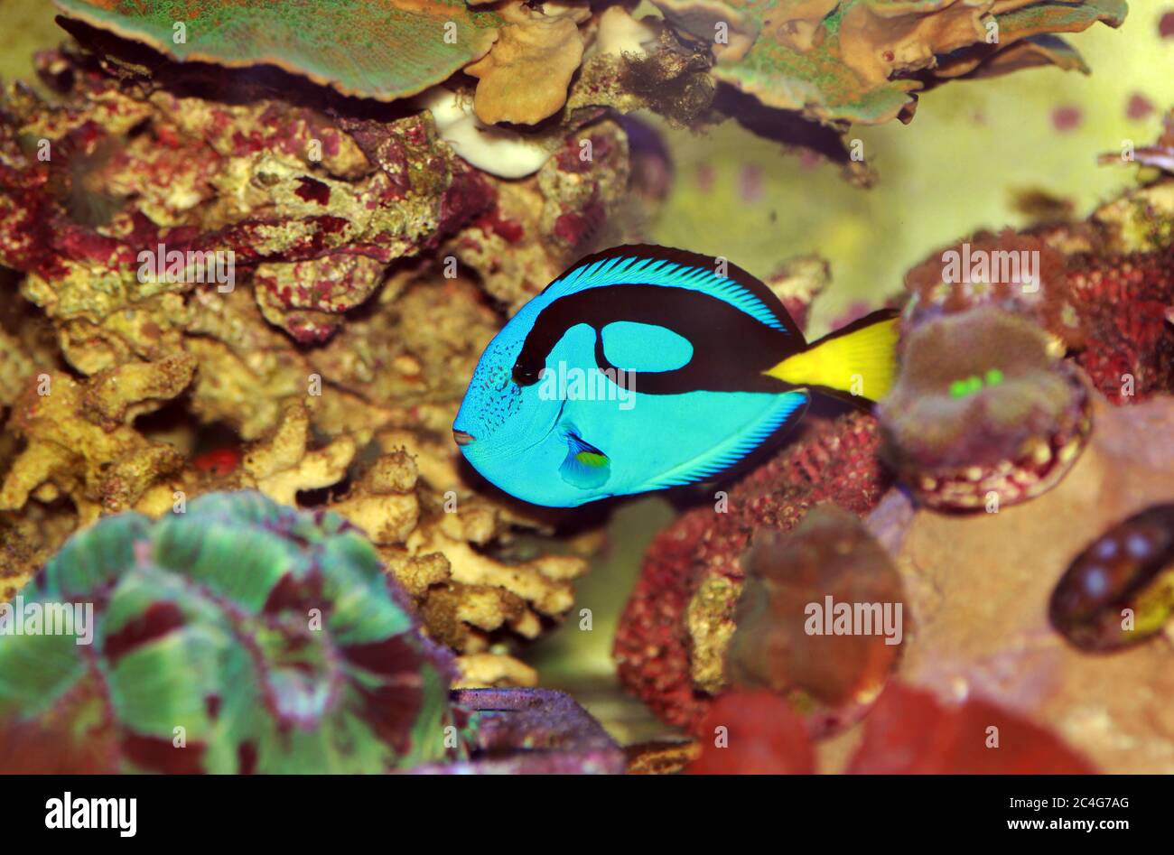 Pacific regal blue tang - Paracanthurus hepatus Stock Photo - Alamy