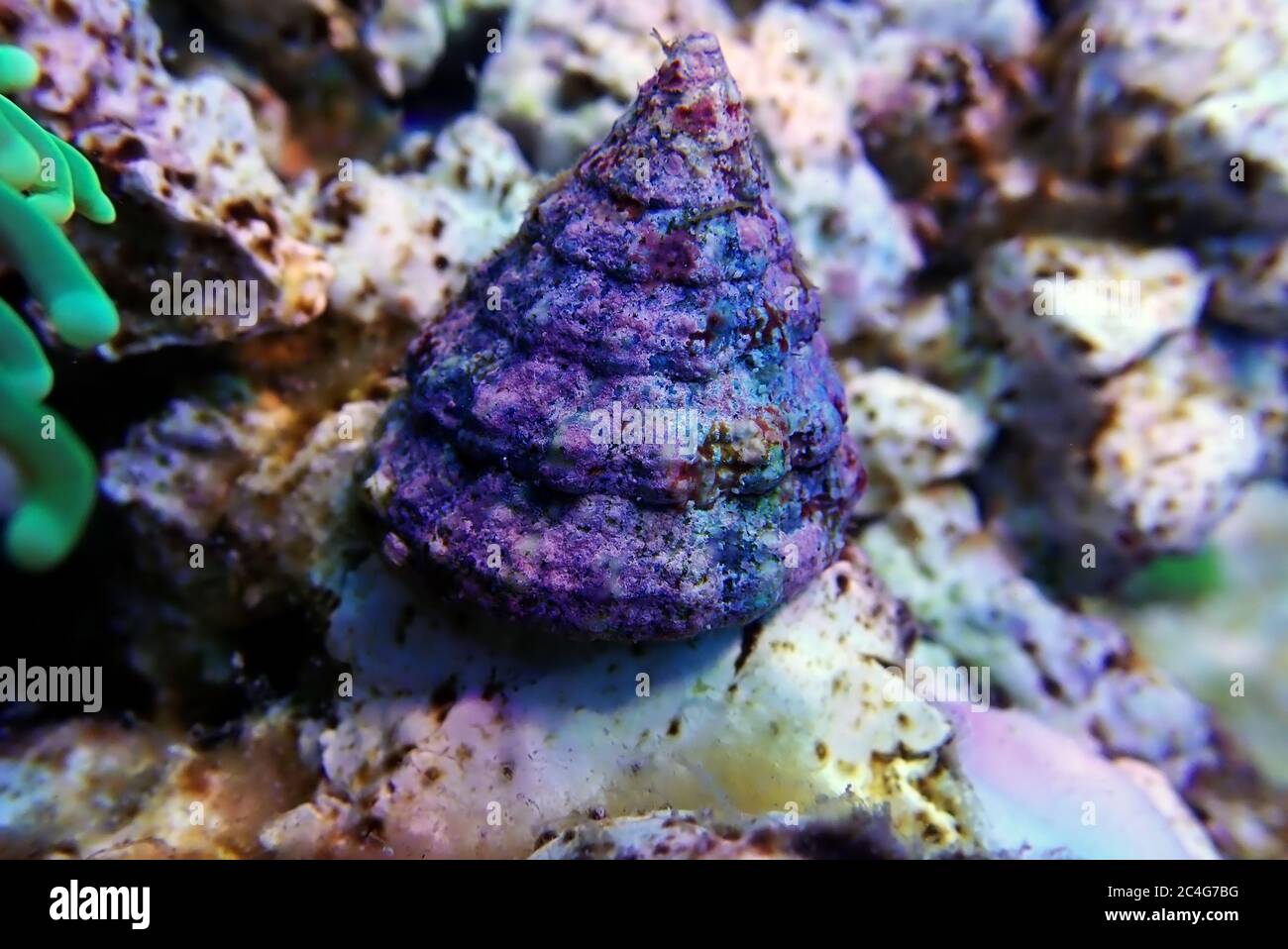 Marine Aquarium Snails