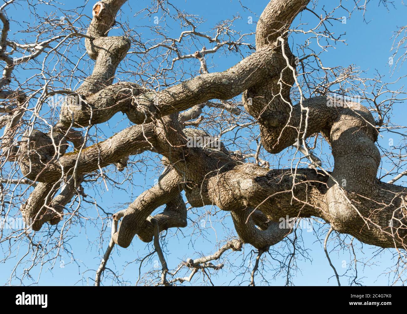 Twisted branches of a Camperdown Elm Ulmus glabra camperdownii in ...