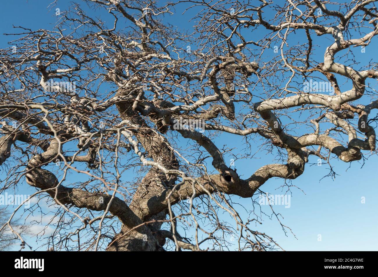 Trunk and branches of mature Camperdown Elm, Ulmus glabra camperdownii ...