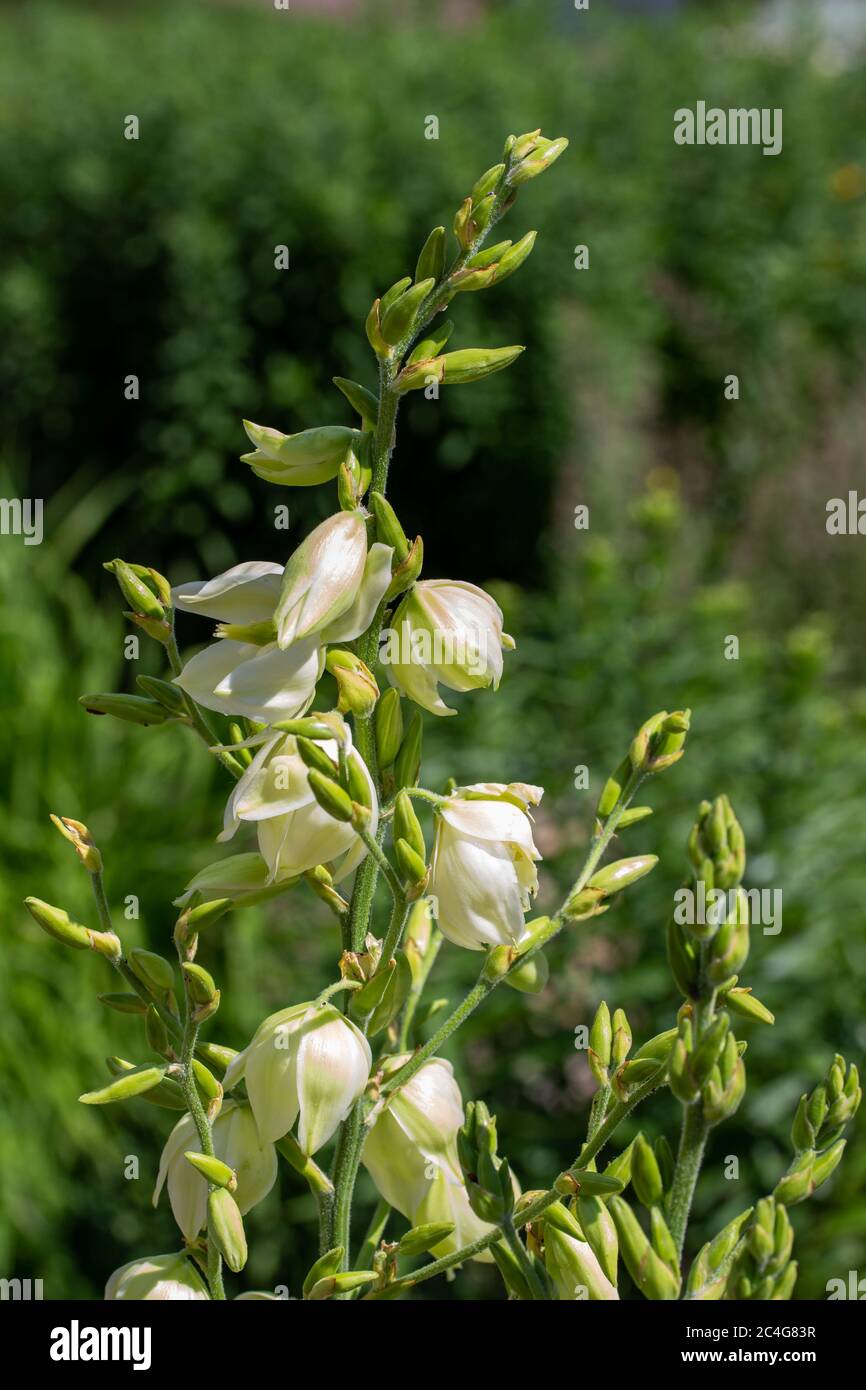 Yucca flower garden hi-res stock photography and images - Alamy