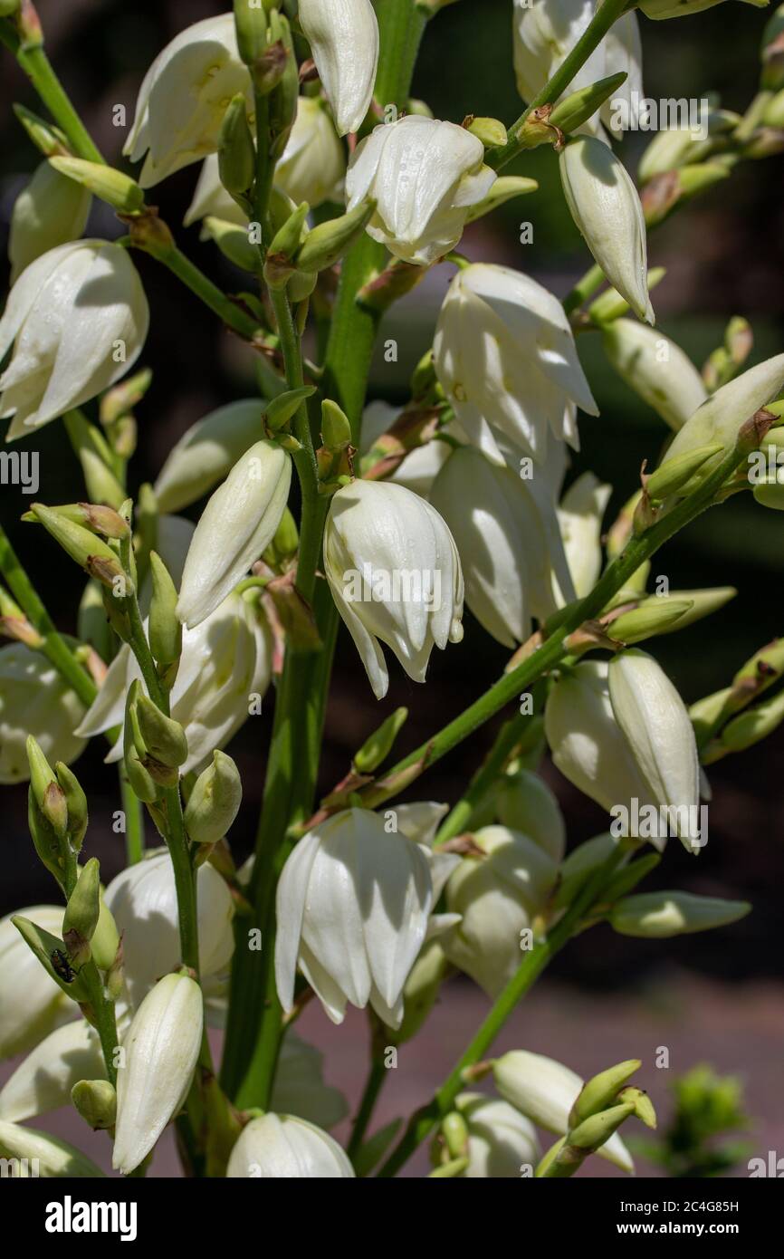 Yucca Garden High Resolution Stock Photography and Images - Alamy