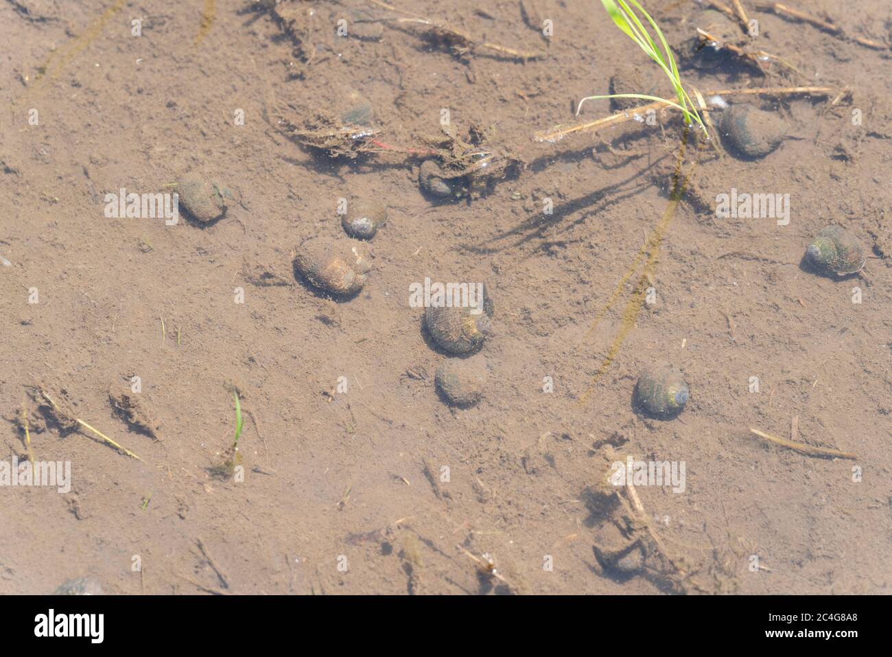 Mud-snail (Cipangopaludina chinensis laeta) at rice field, Isehara City ...