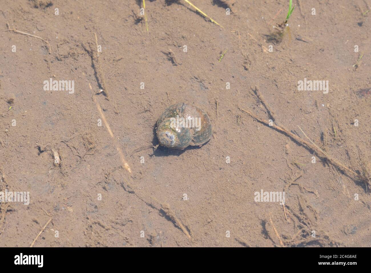 Mud-snail (Cipangopaludina chinensis laeta) at rice field, Isehara City ...