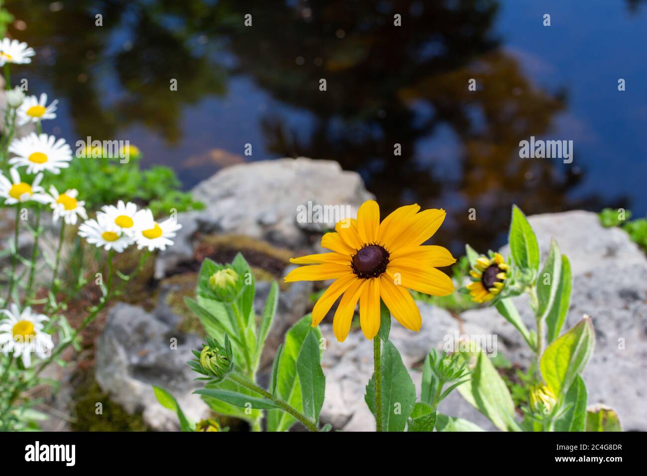 Close up landscape view of a bright yellow daisy in front of a scenic ...