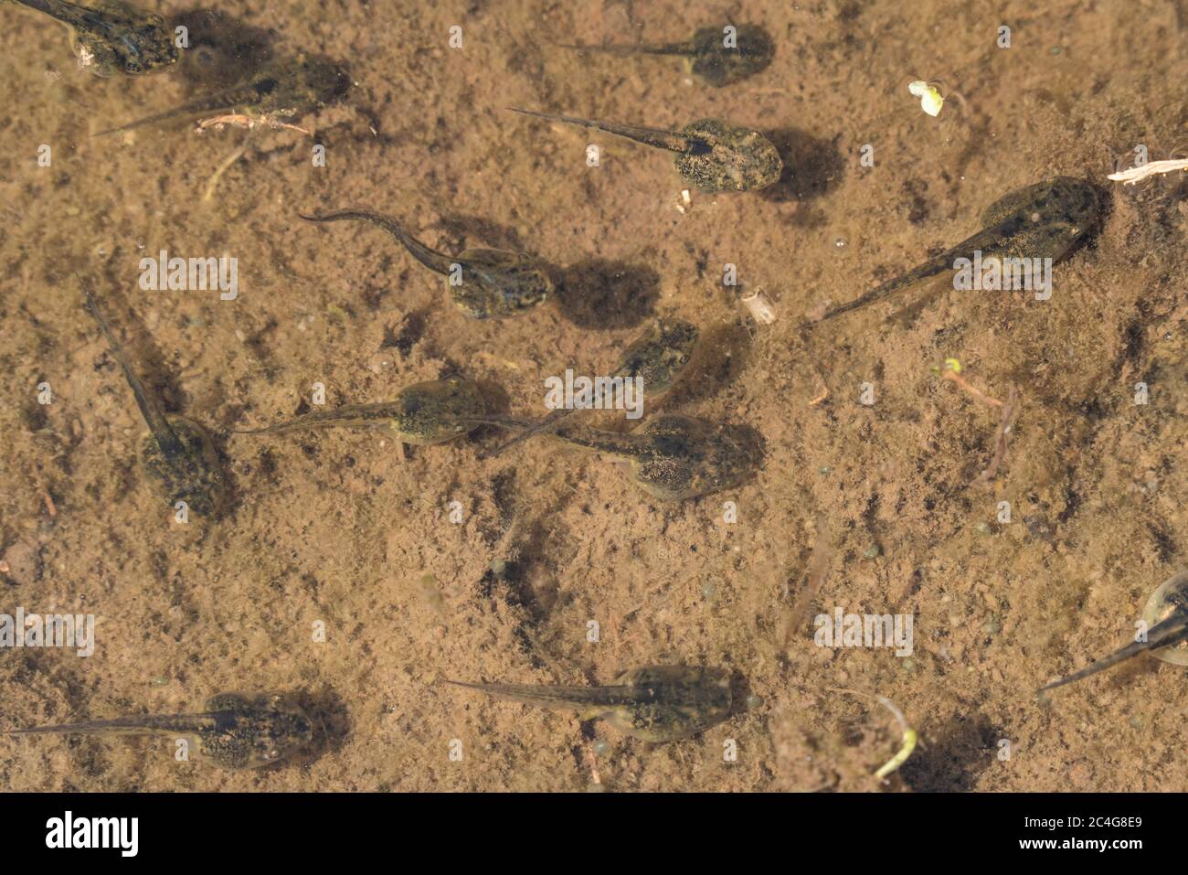 Japanese Tree Frog Hyla Japonica High Resolution Stock Photography and ...