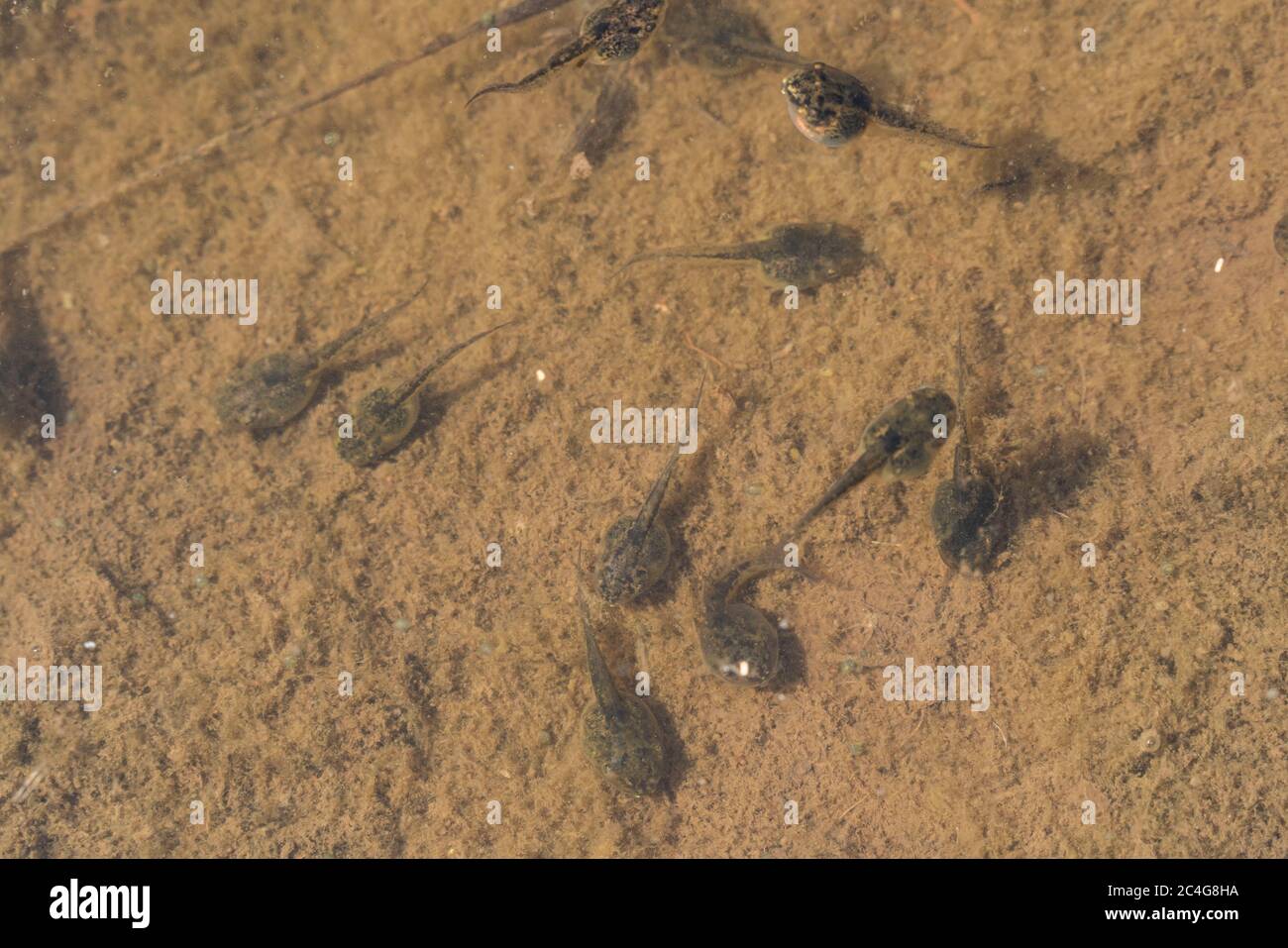 Japanese Tree Frog High Resolution Stock Photography and Images - Alamy