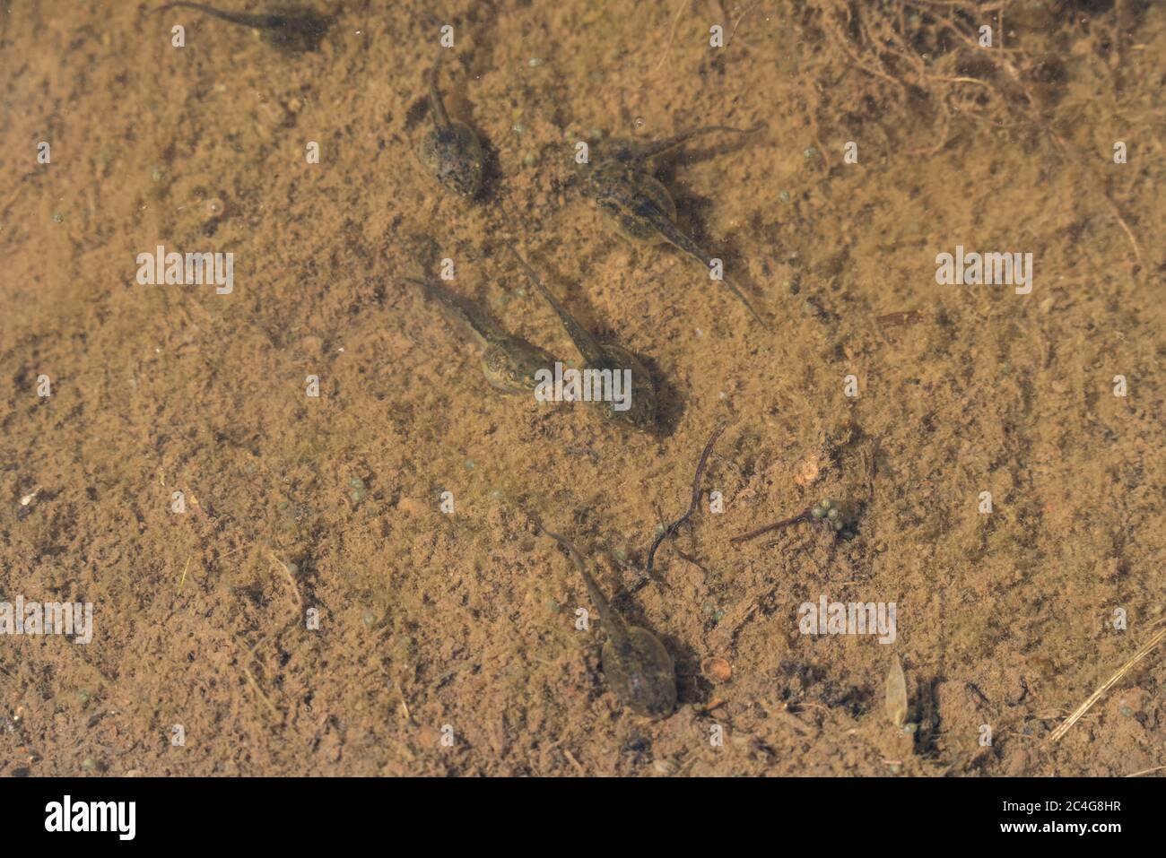 Japanese Tree Frog High Resolution Stock Photography and Images - Alamy