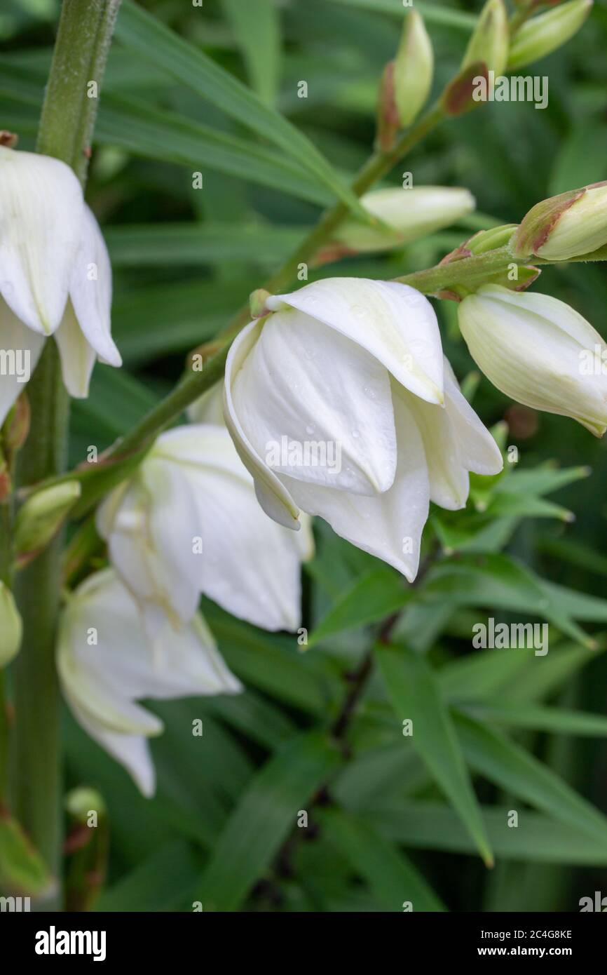 Close up view of ivory white yucca flowers blooming in an outdoor ...