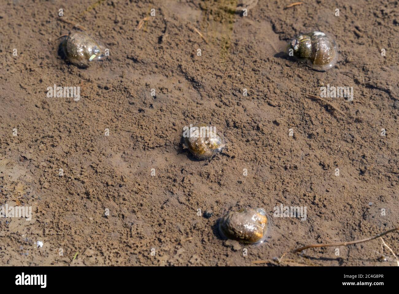 Mud-snail (Cipangopaludina chinensis laeta) at rice field, Isehara City ...