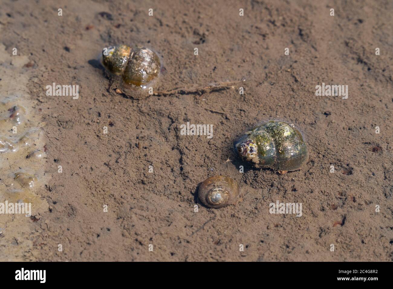 Mud-snail (Cipangopaludina chinensis laeta) at rice field, Isehara City ...