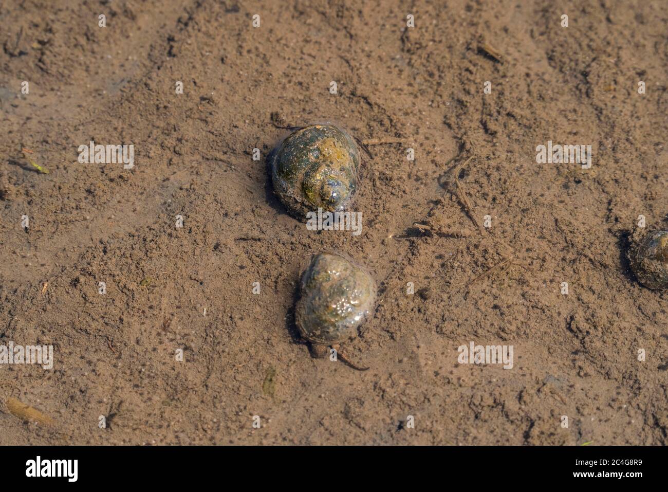 Mud-snail (Cipangopaludina chinensis laeta) at rice field, Isehara City ...