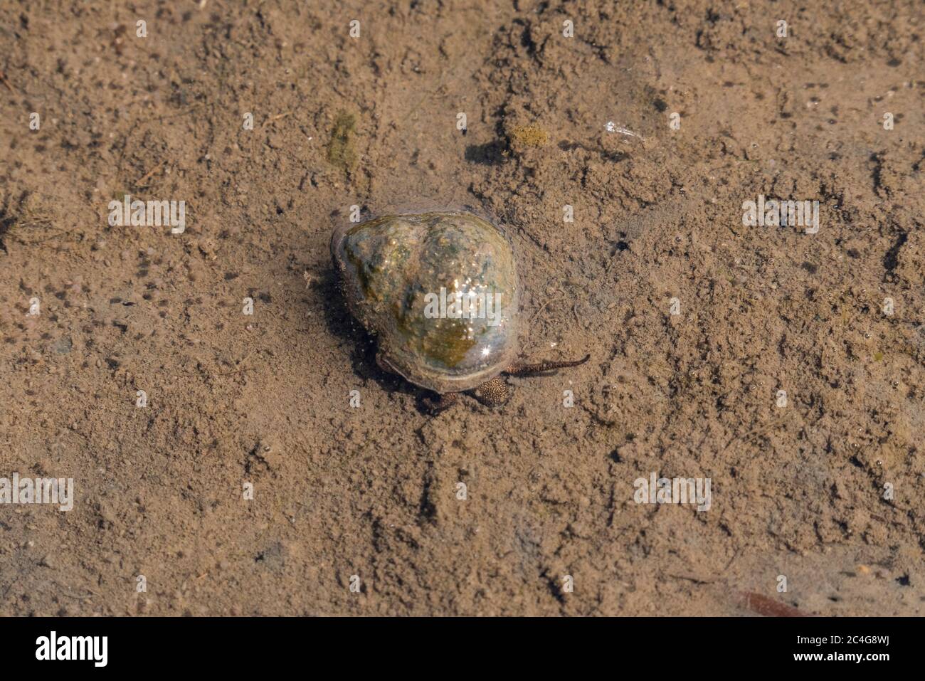 Mud-snail (Cipangopaludina chinensis laeta) at rice field, Isehara City ...