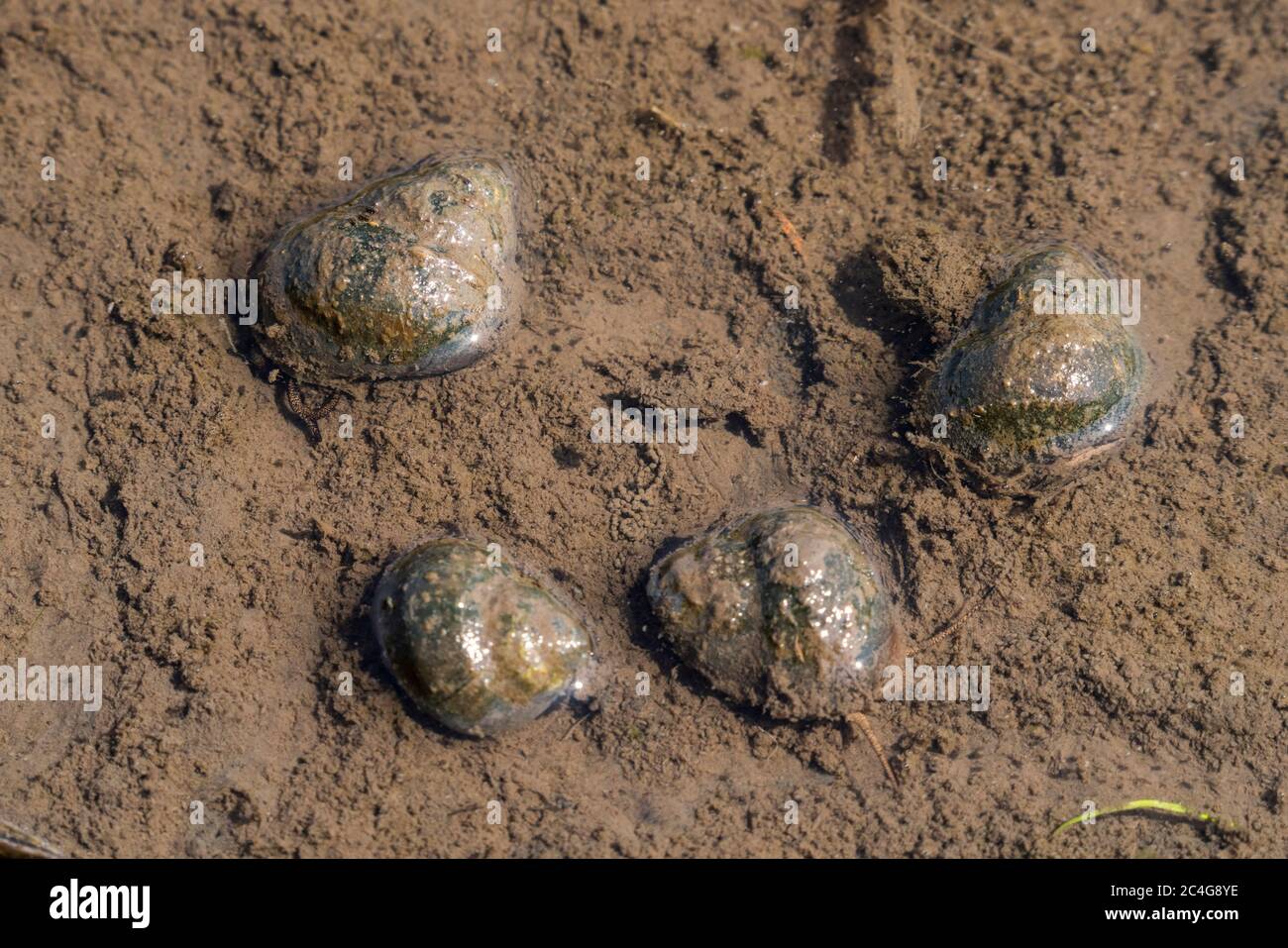 Mud-snail (Cipangopaludina chinensis laeta) at rice field, Isehara City ...