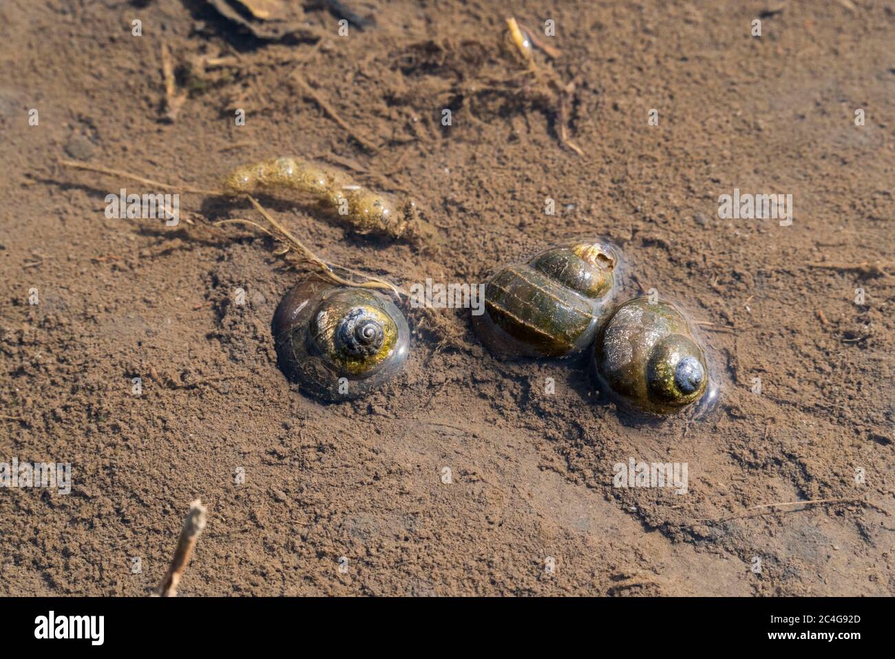 Mud-snail (Cipangopaludina chinensis laeta) at rice field, Isehara City ...