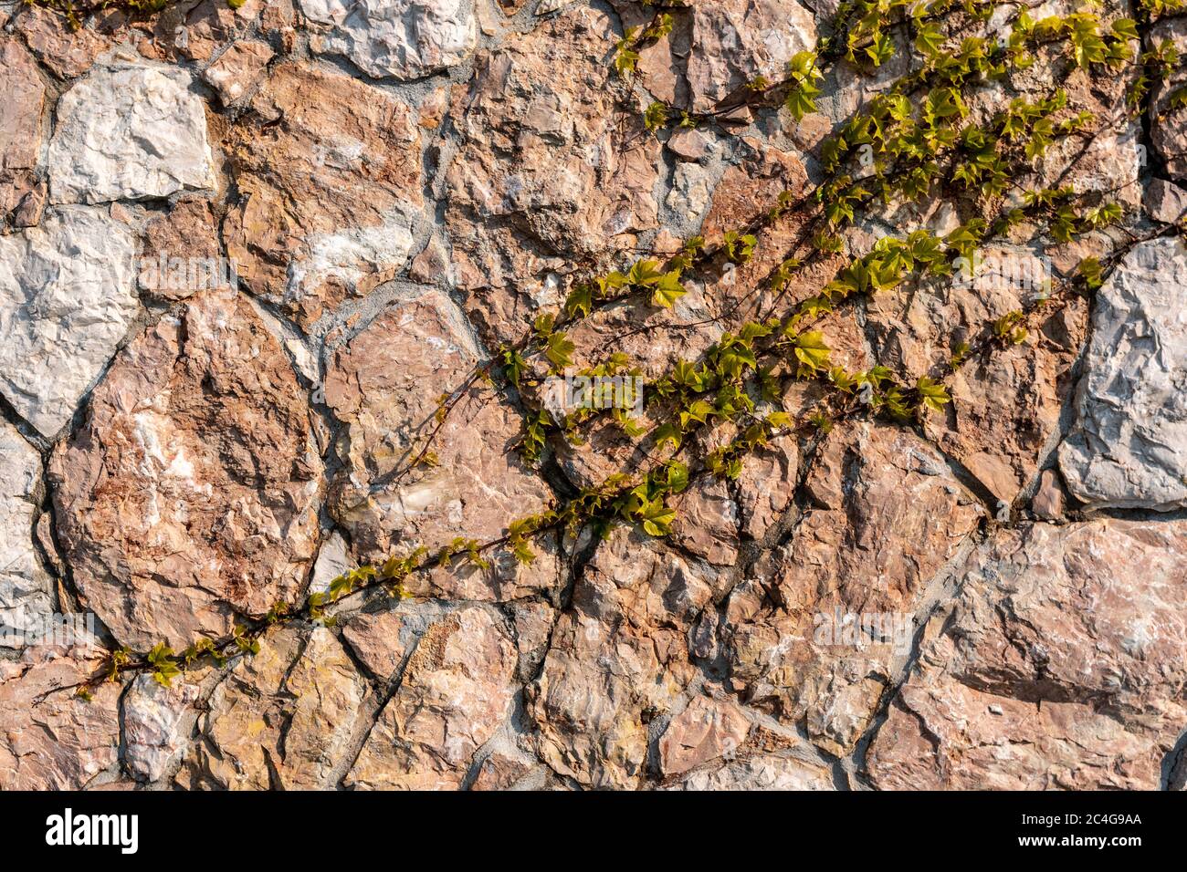 Wild stone wall texture with wild Grape On Wall. Decoration of external ...