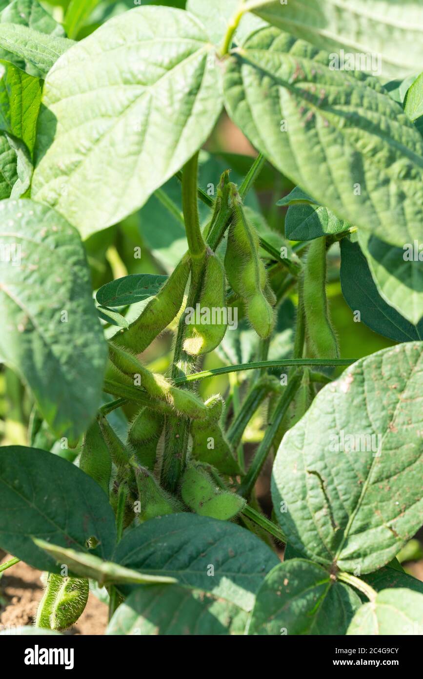 Daizu hi-res stock photography and images - Alamy