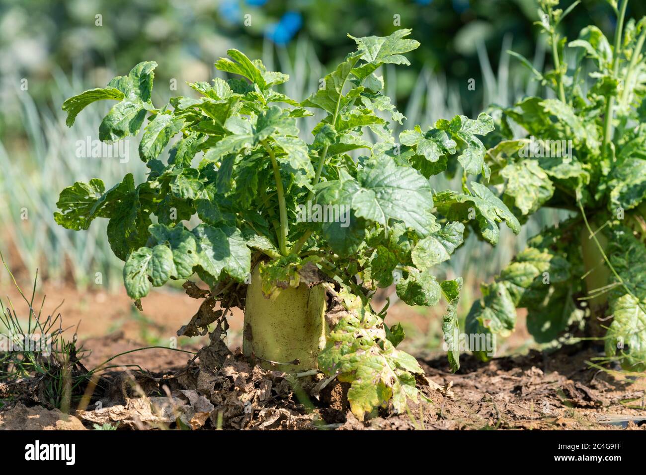 Japanese Daikon radish field, Isehara City, Kanagawa Prefecture, Japan ...