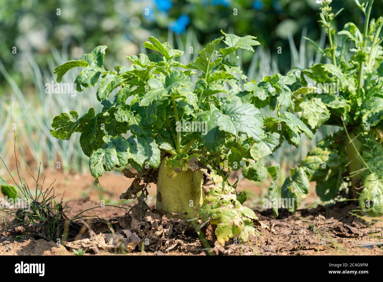 Japanese Daikon radish field, Isehara City, Kanagawa Prefecture, Japan ...
