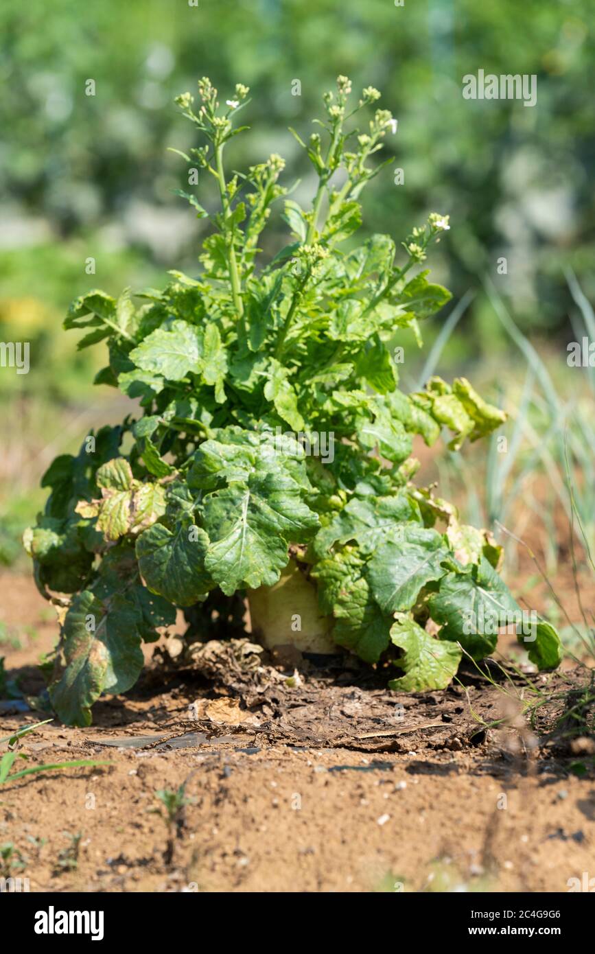Daikon field hi-res stock photography and images - Alamy