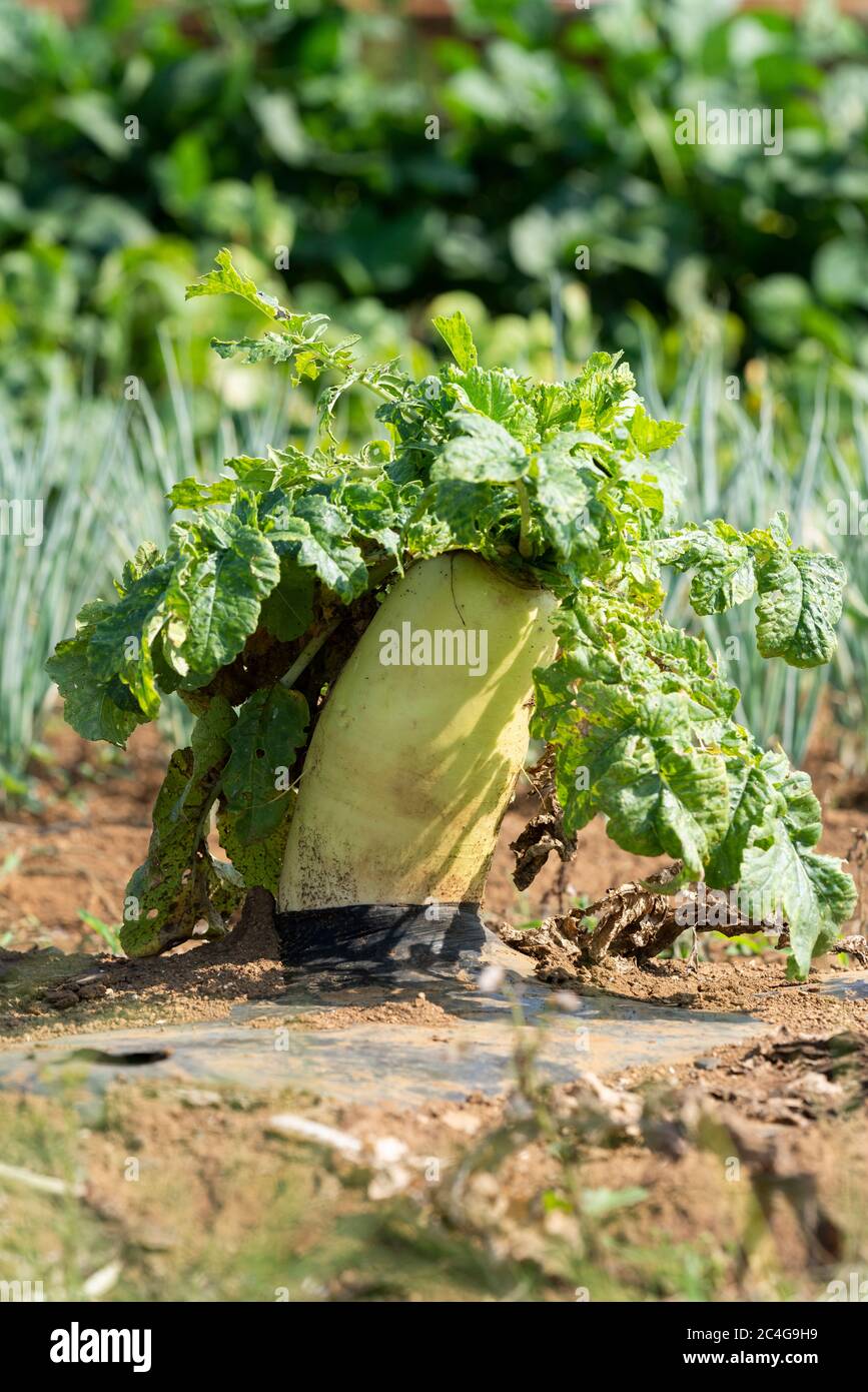 Japanese Daikon radish field, Isehara City, Kanagawa Prefecture, Japan ...