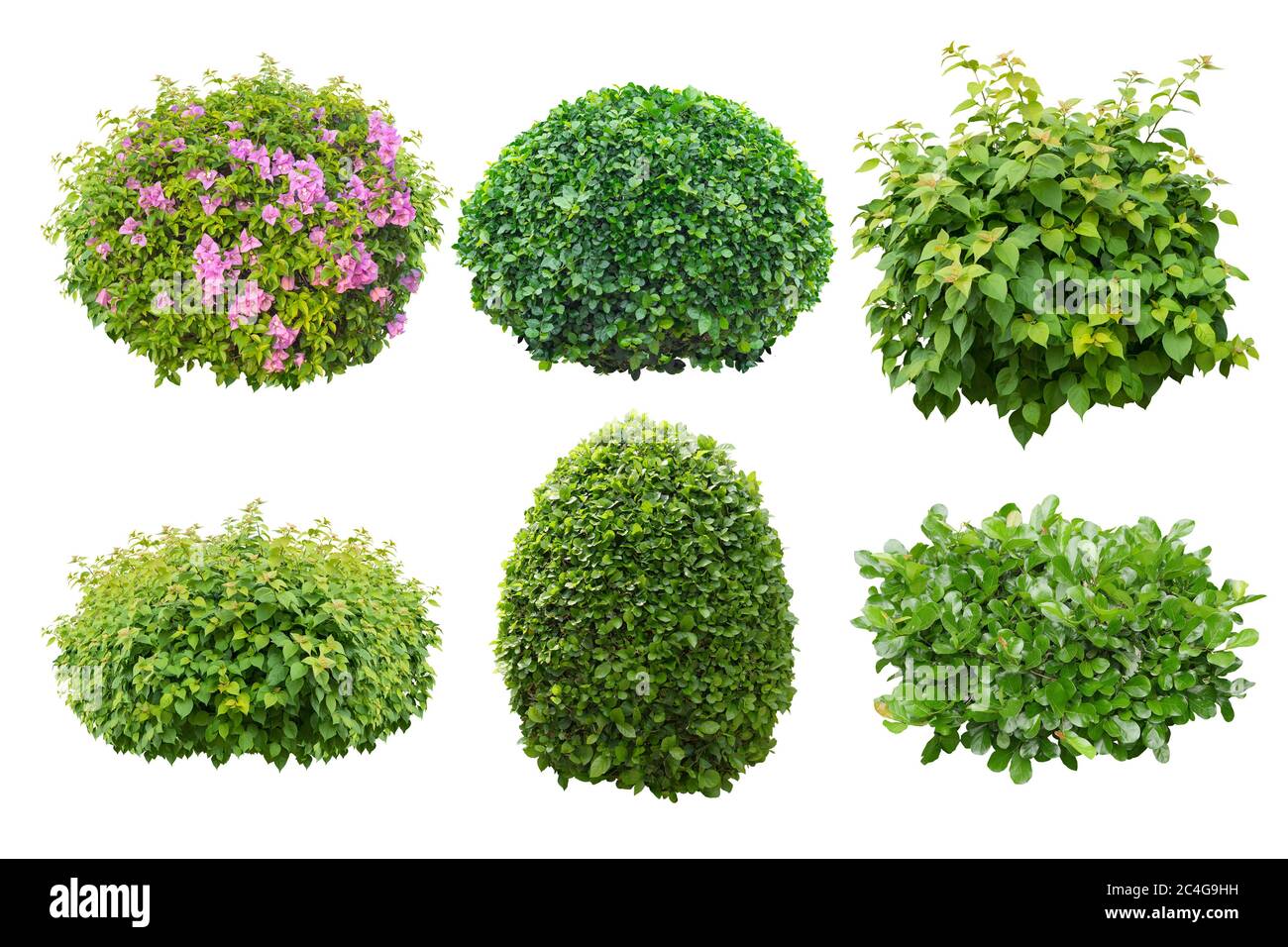 green bush isolated on white background Stock Photo - Alamy