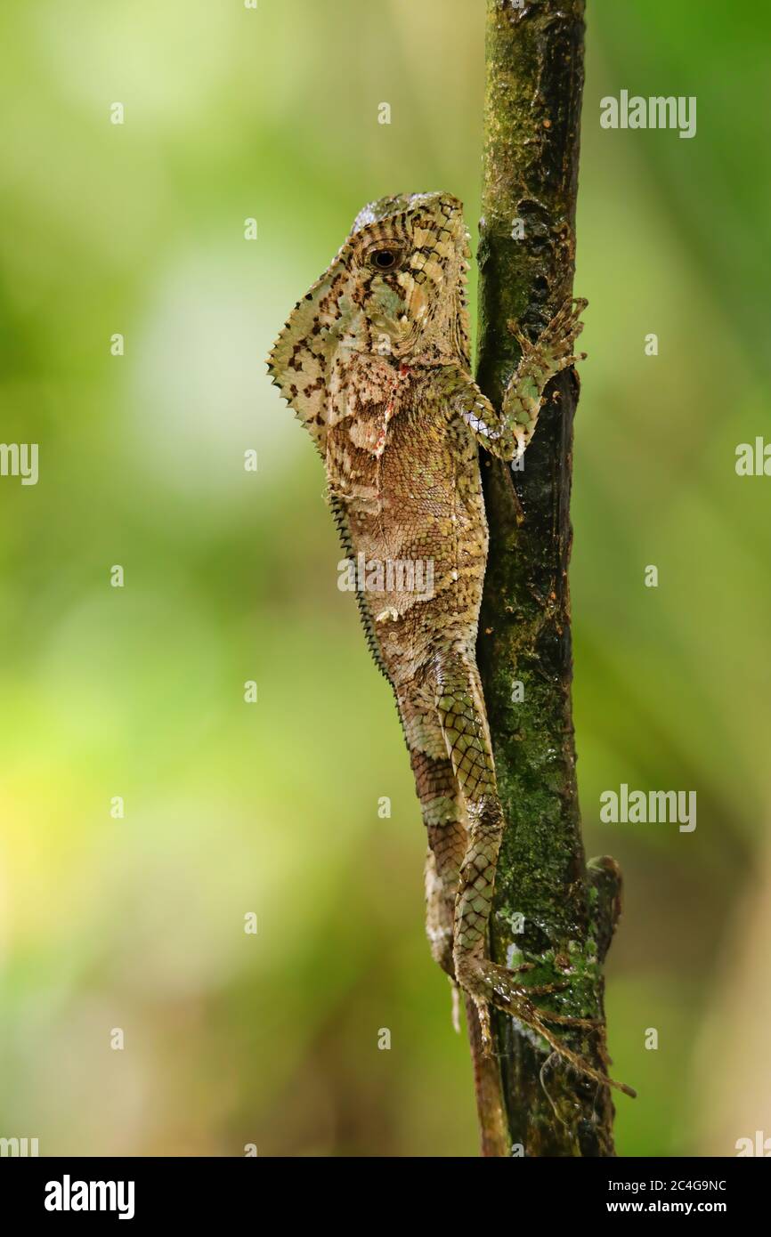 Male smooth helmeted iguana (Corytophanes cristatus) sitting on a tree ...