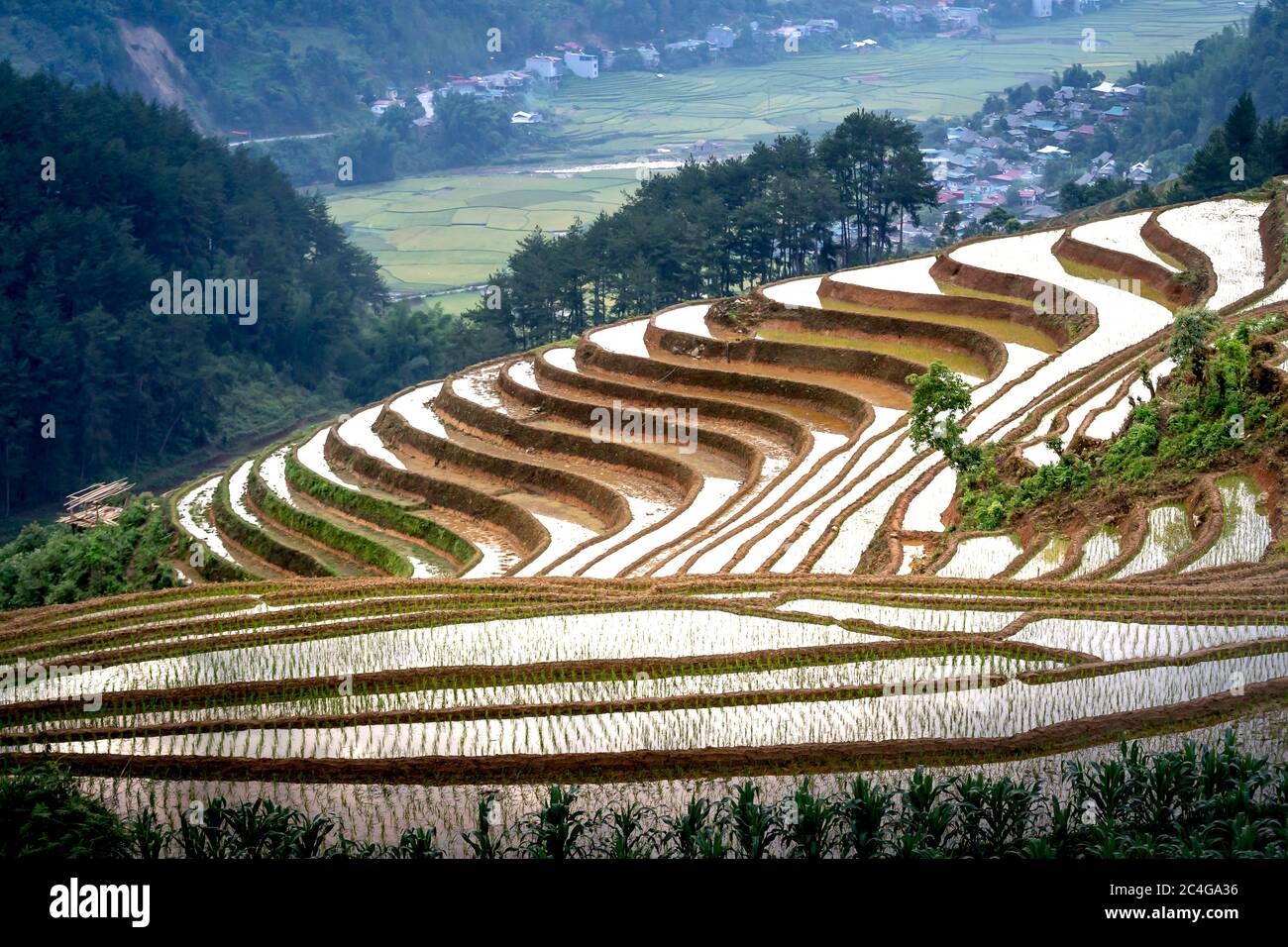 The image is as beautiful as the oil painting of terraced field. Curved ...